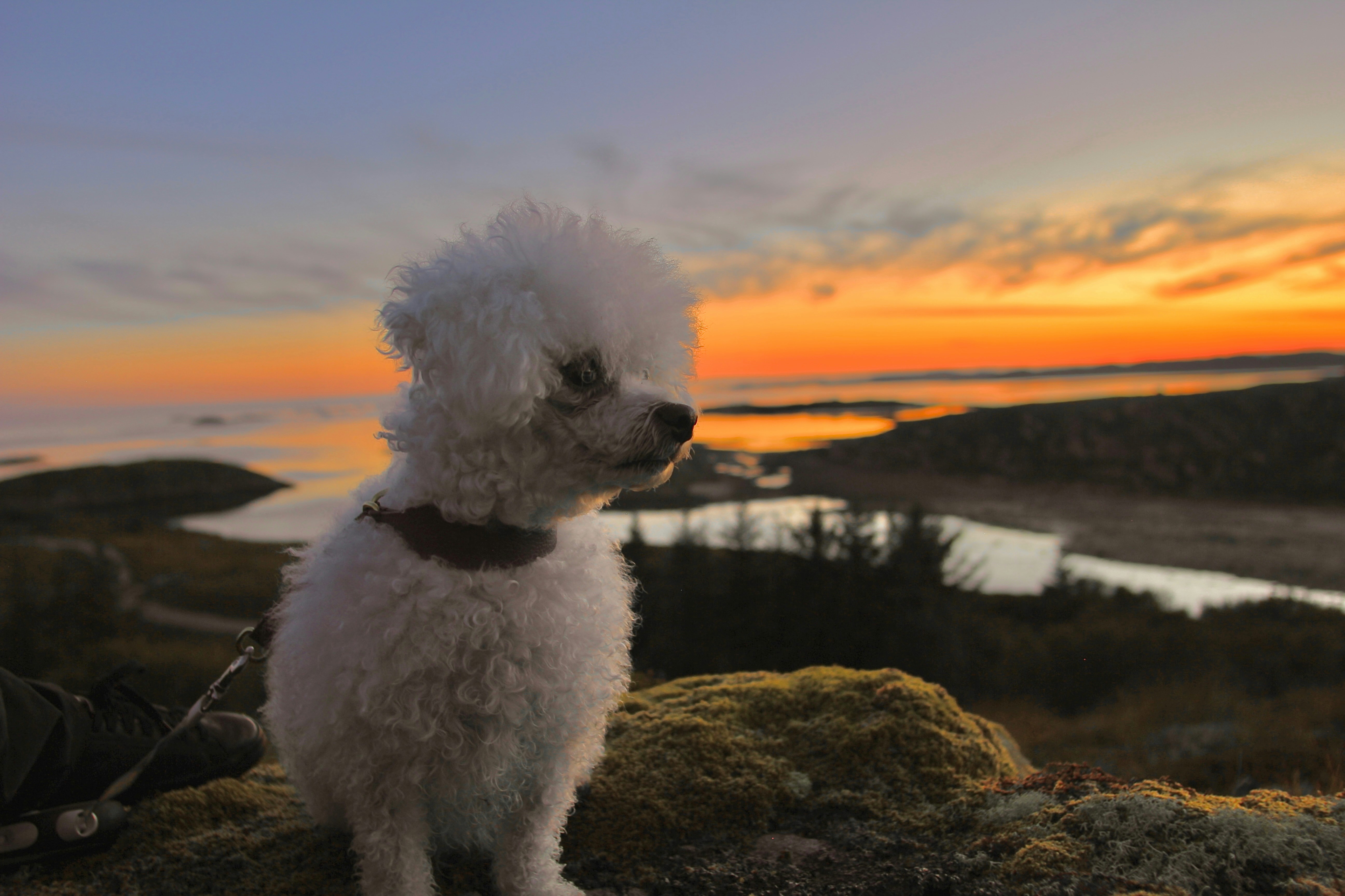 Dusk on the Cliff: A Poodle Pauses Between Sea and Sky