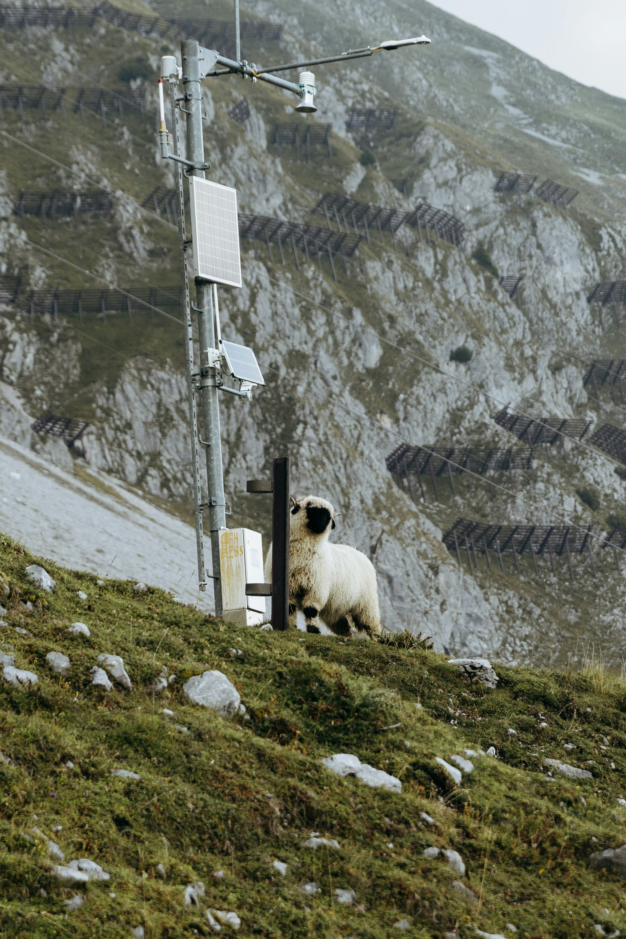 A sheep stands beside a signpost near a solar panel installation on a mountainous terrain, showcasing the blend of nature and technology.