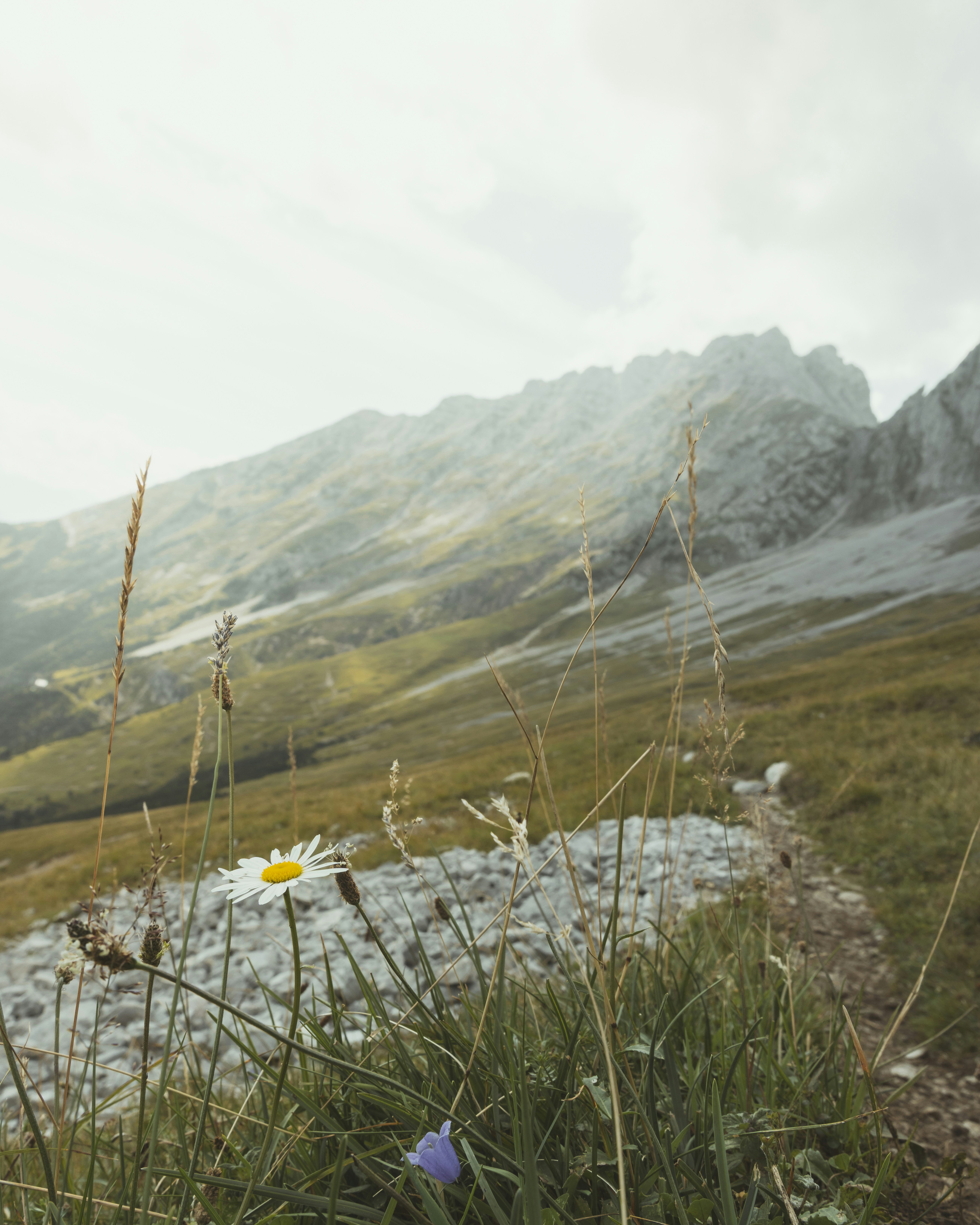 Grassy mountain slope with wildflowers and rocky path.