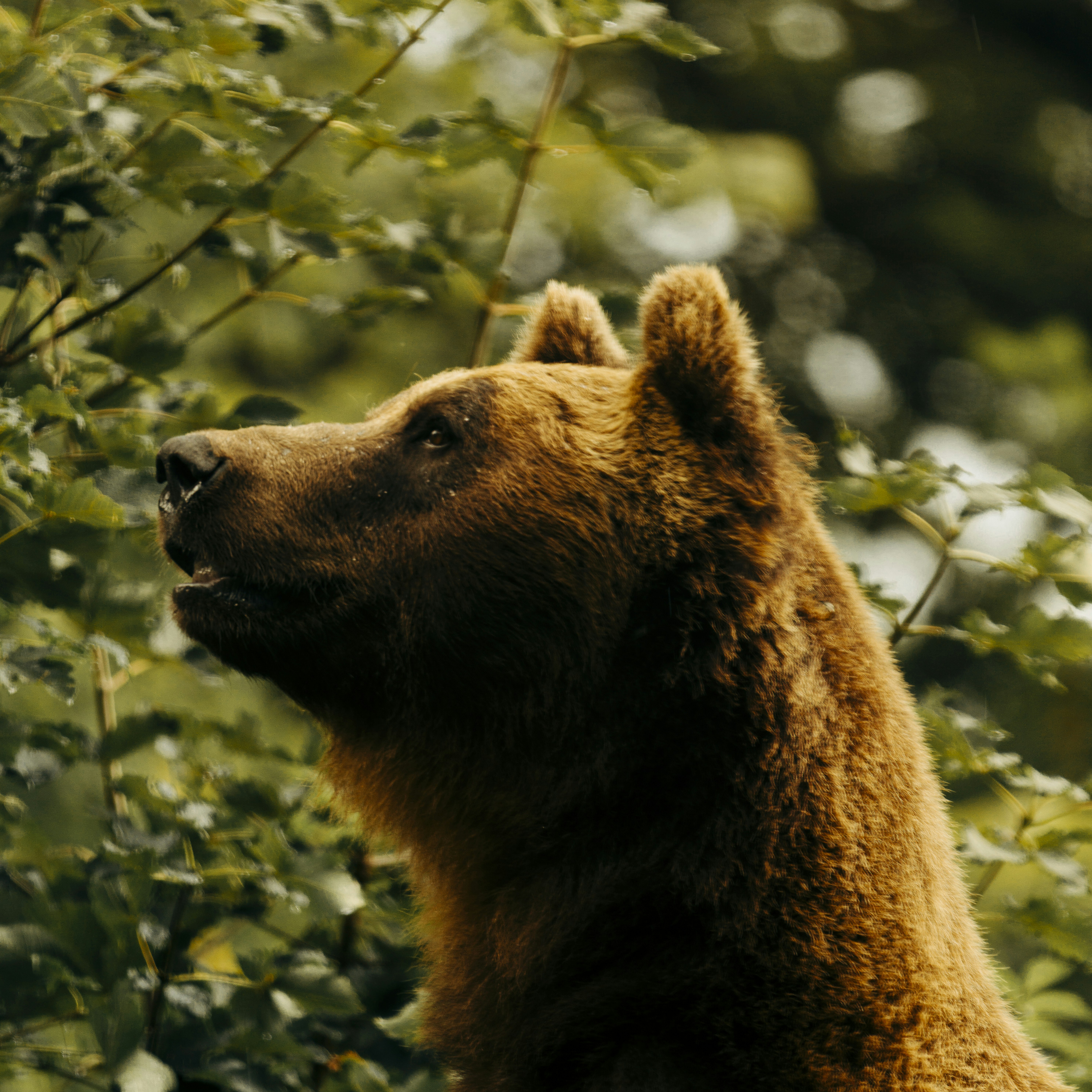 Grizzly in Dappled Light: A Quiet Moment Amid Green Canopy