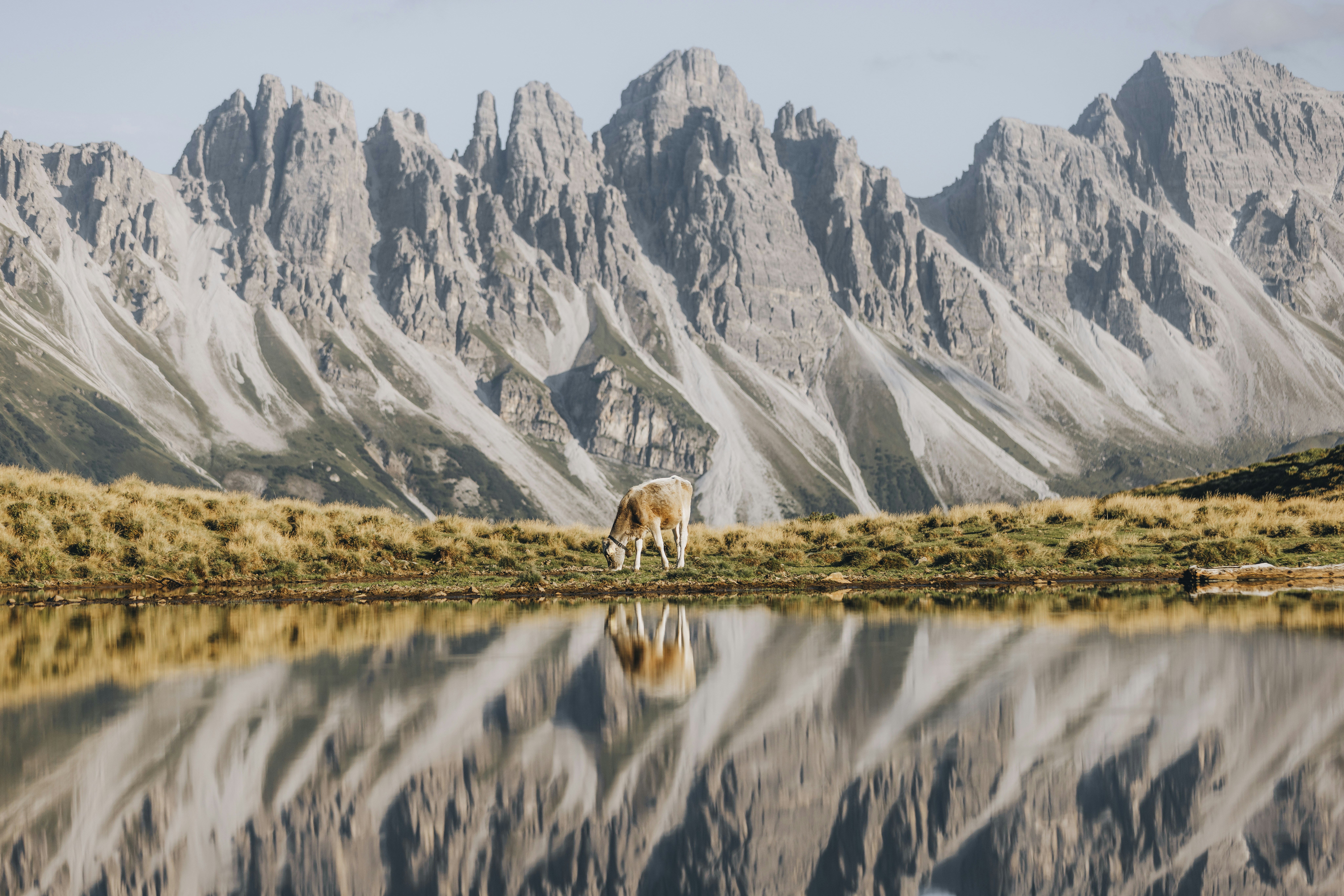 Alpine Mirror: A lone deer at the edge of a crystalline lake