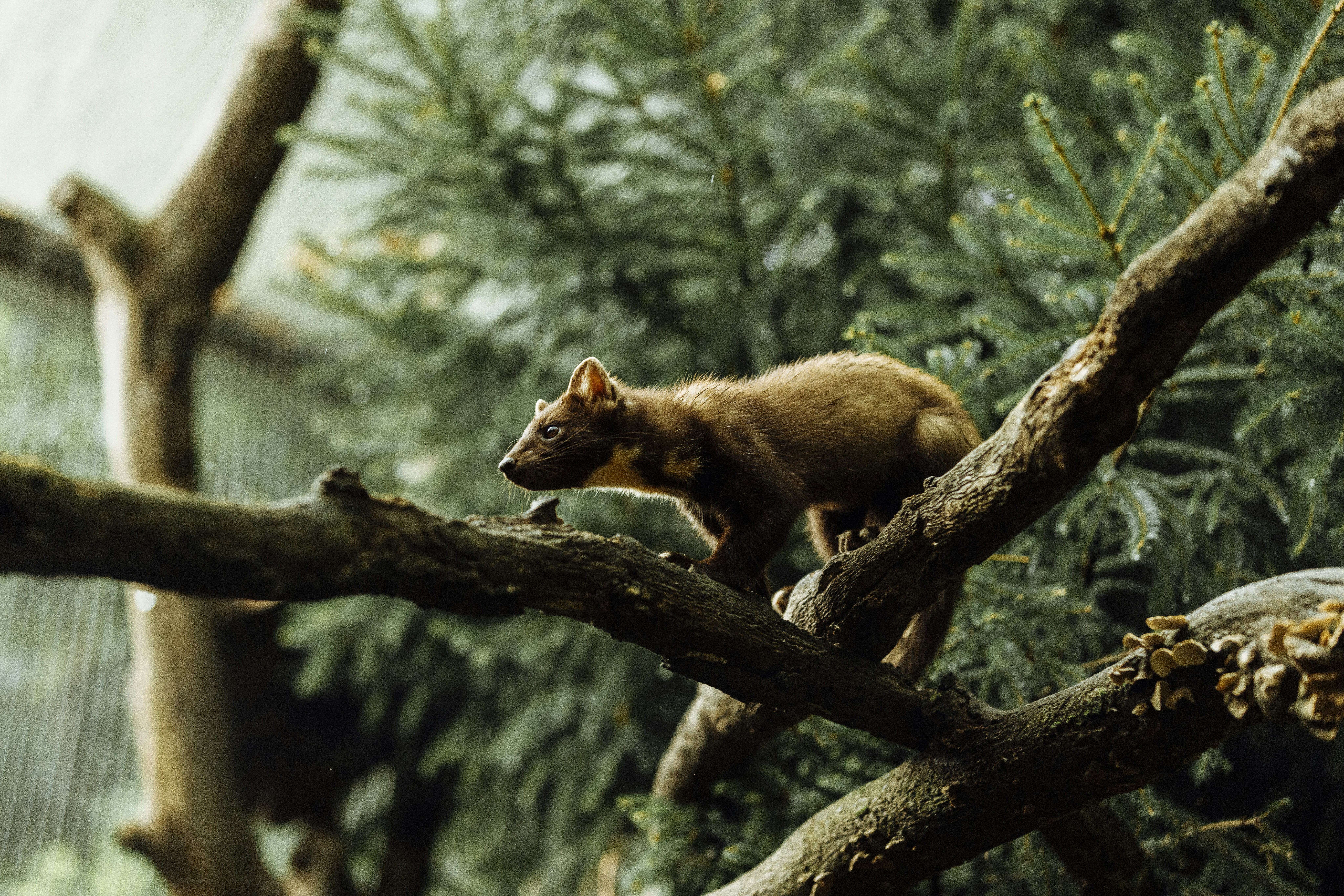 The Agile Forager: A Moment in the Canopy