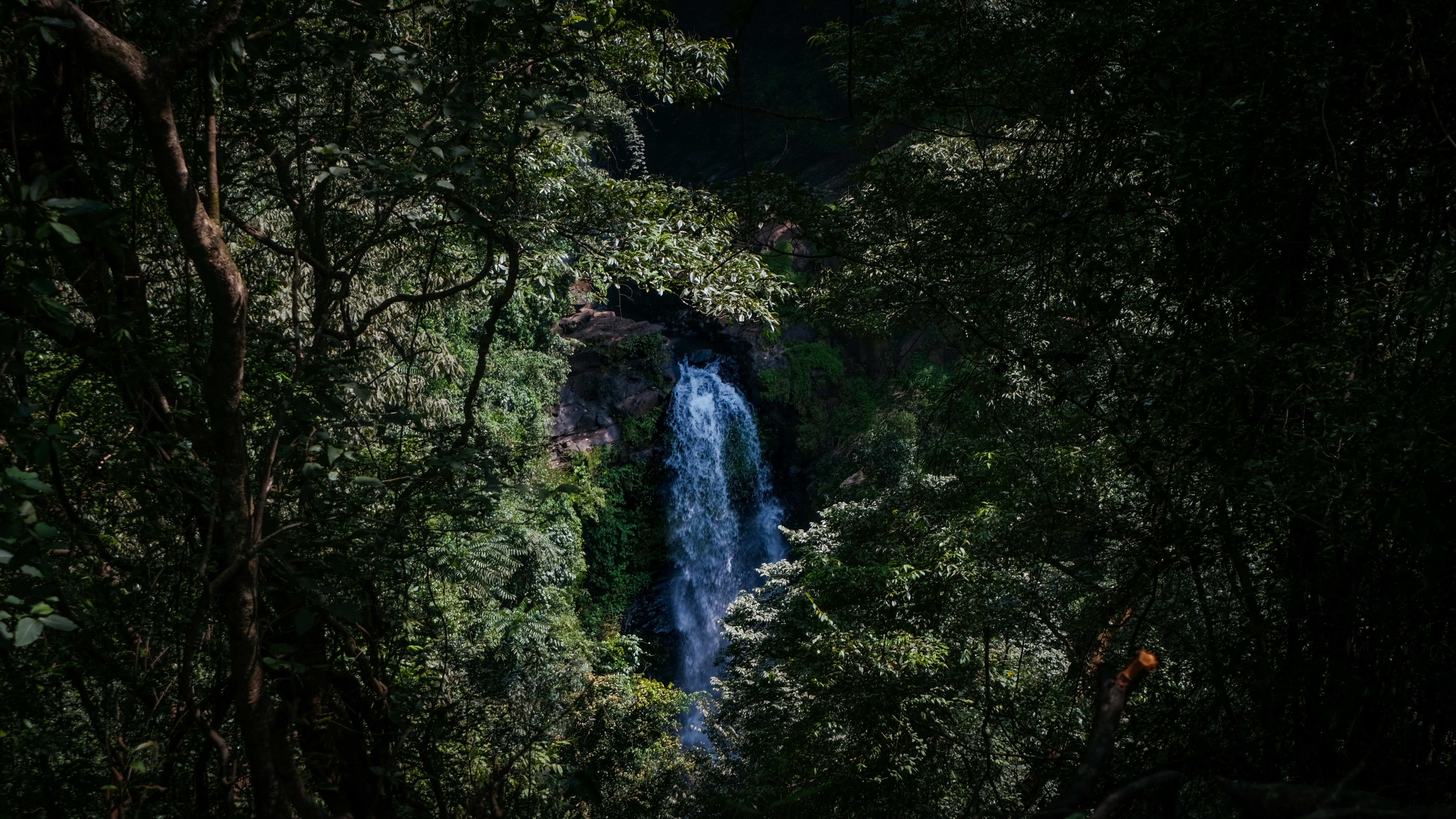 A hidden waterfall flows gracefully through a lush green forest, surrounded by dense foliage and dappled sunlight.