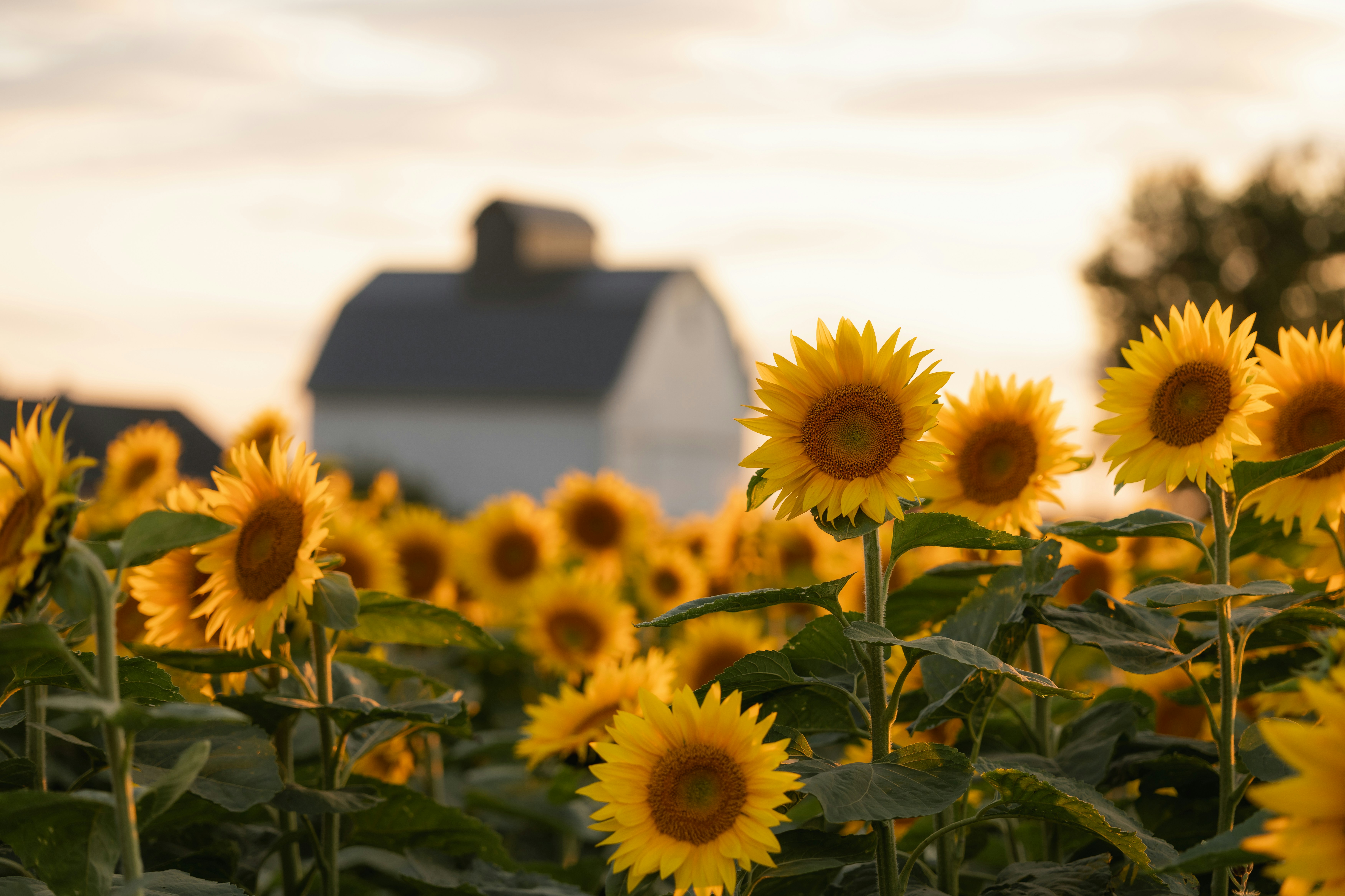 Field of sunflowers with a barn in the background