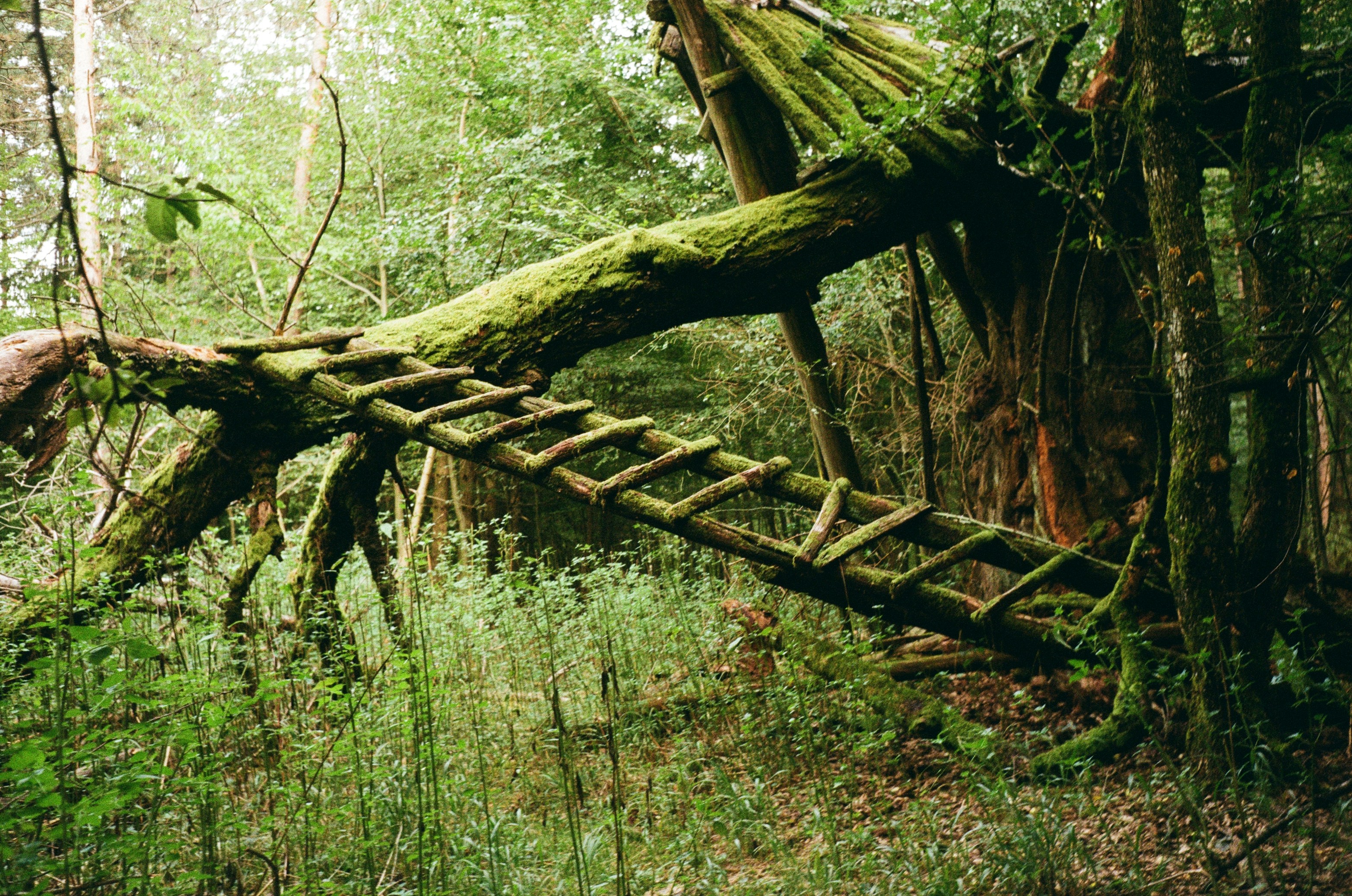 Moss-covered fallen tree with a rustic ladder in forest