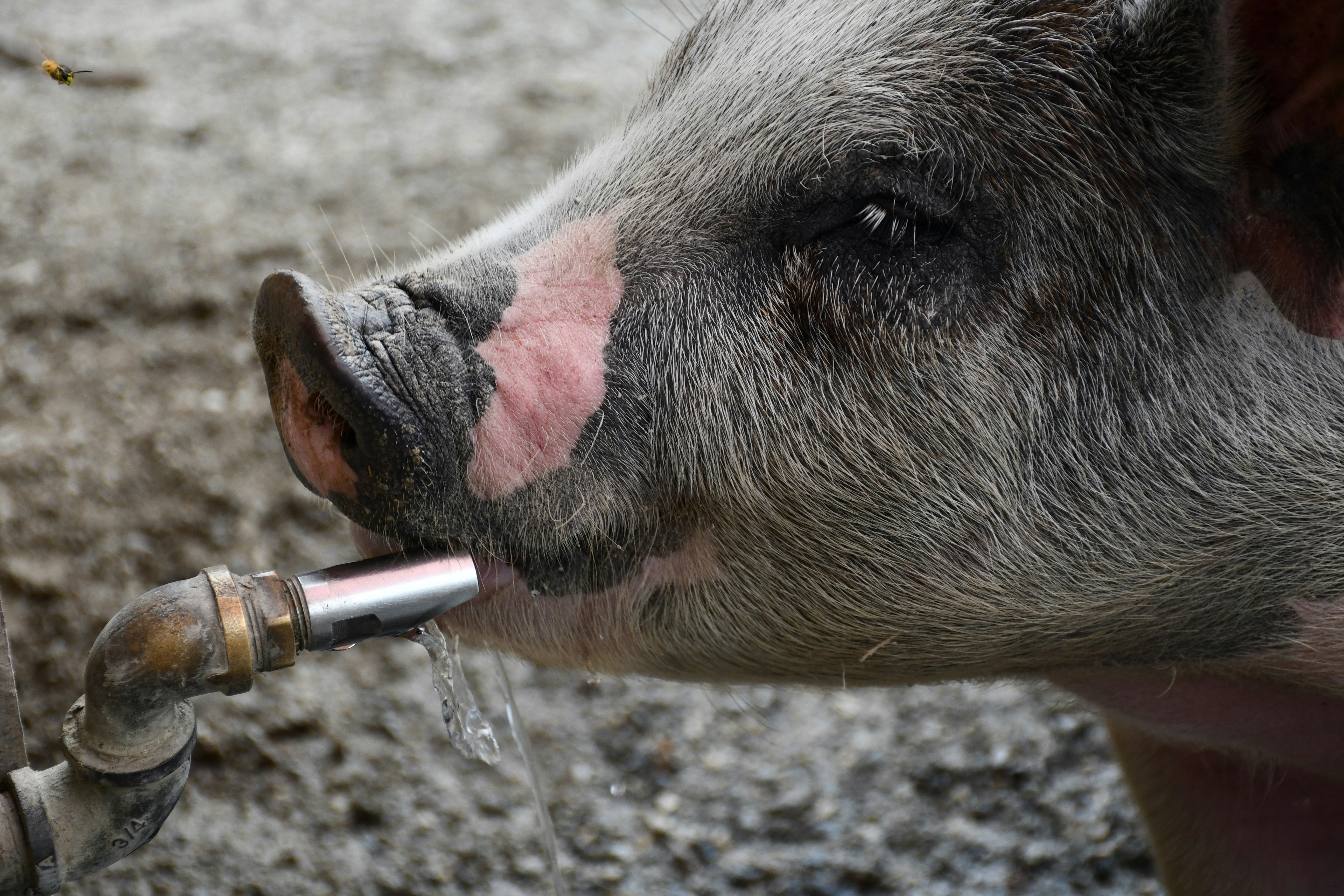 Pig Snout and Water Stream: A Close-Up of a Farm Pig at a Metal Tap
