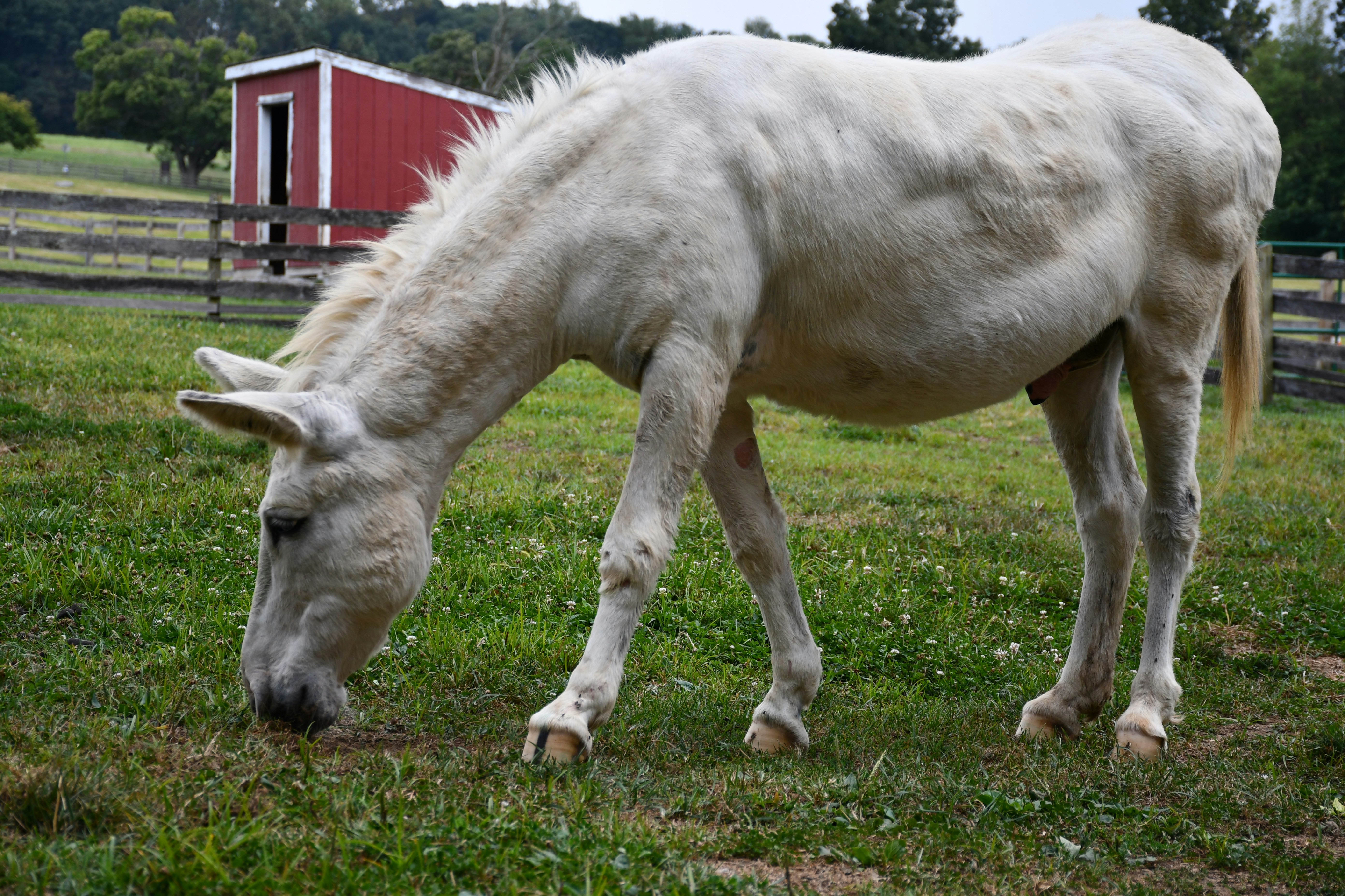 Gentle Grazing: A Serene Moment in the Pasture