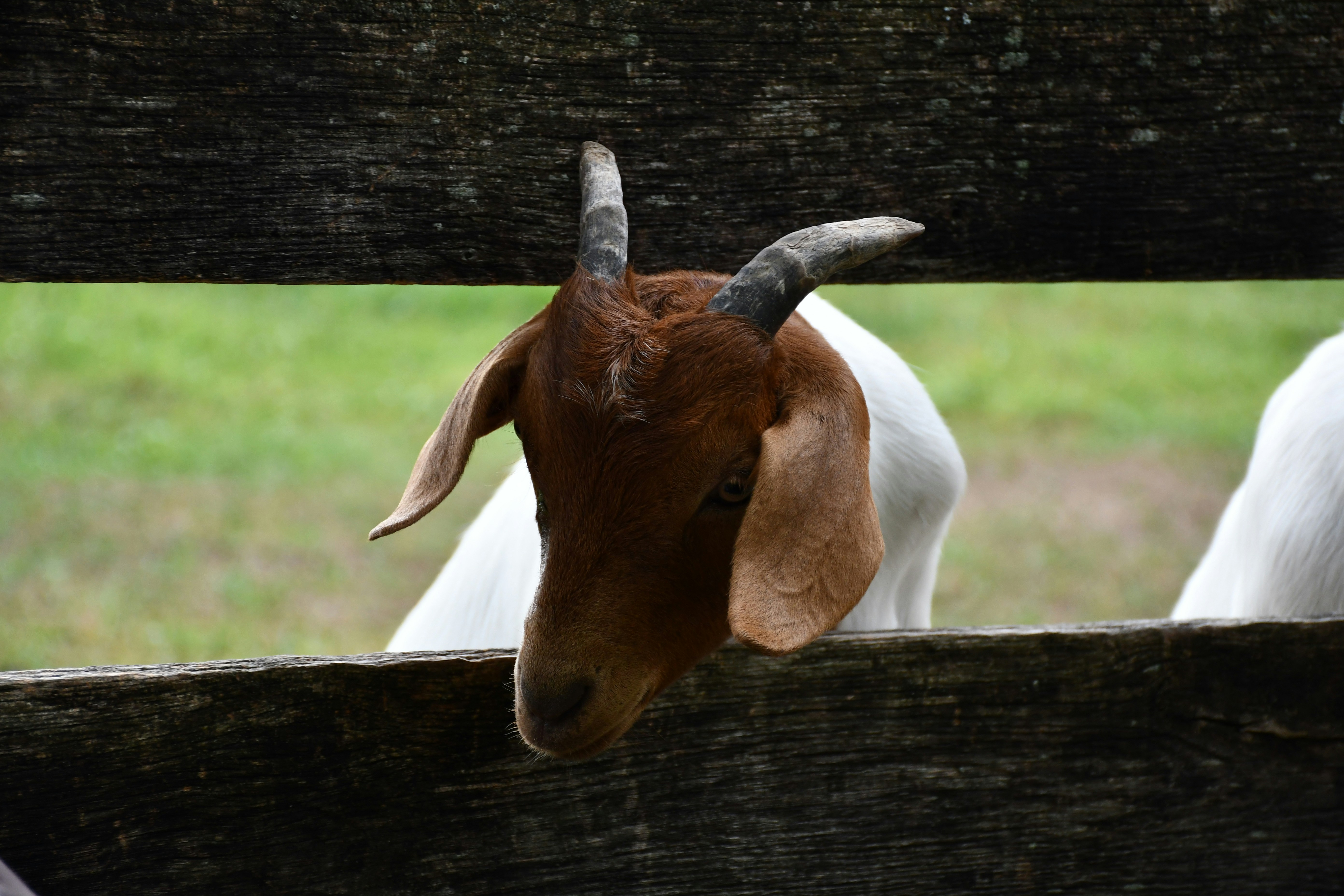 Curious Goat Peering Through the Fence