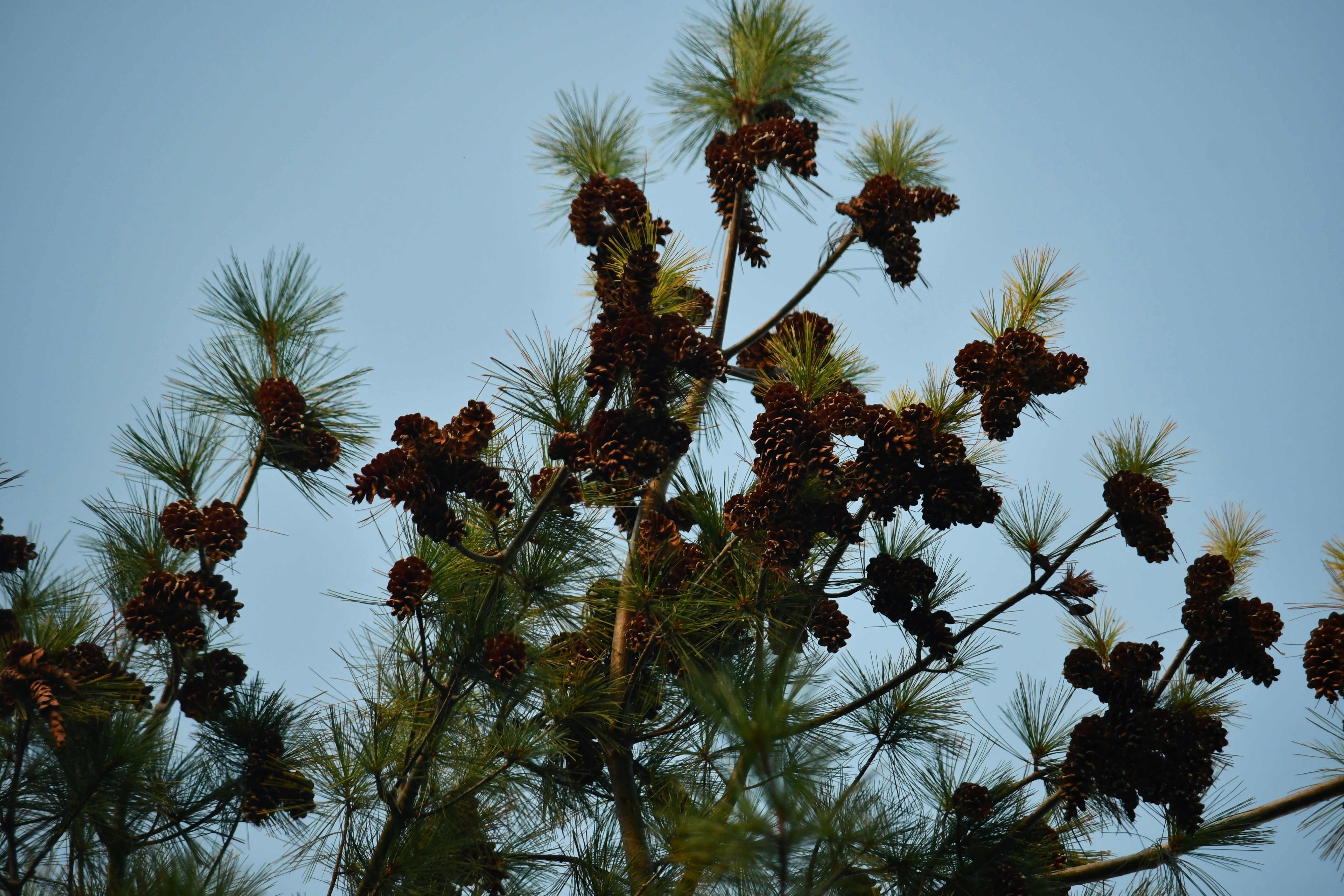 Clusters of pine cones nestled among vibrant green needles against a clear blue sky.