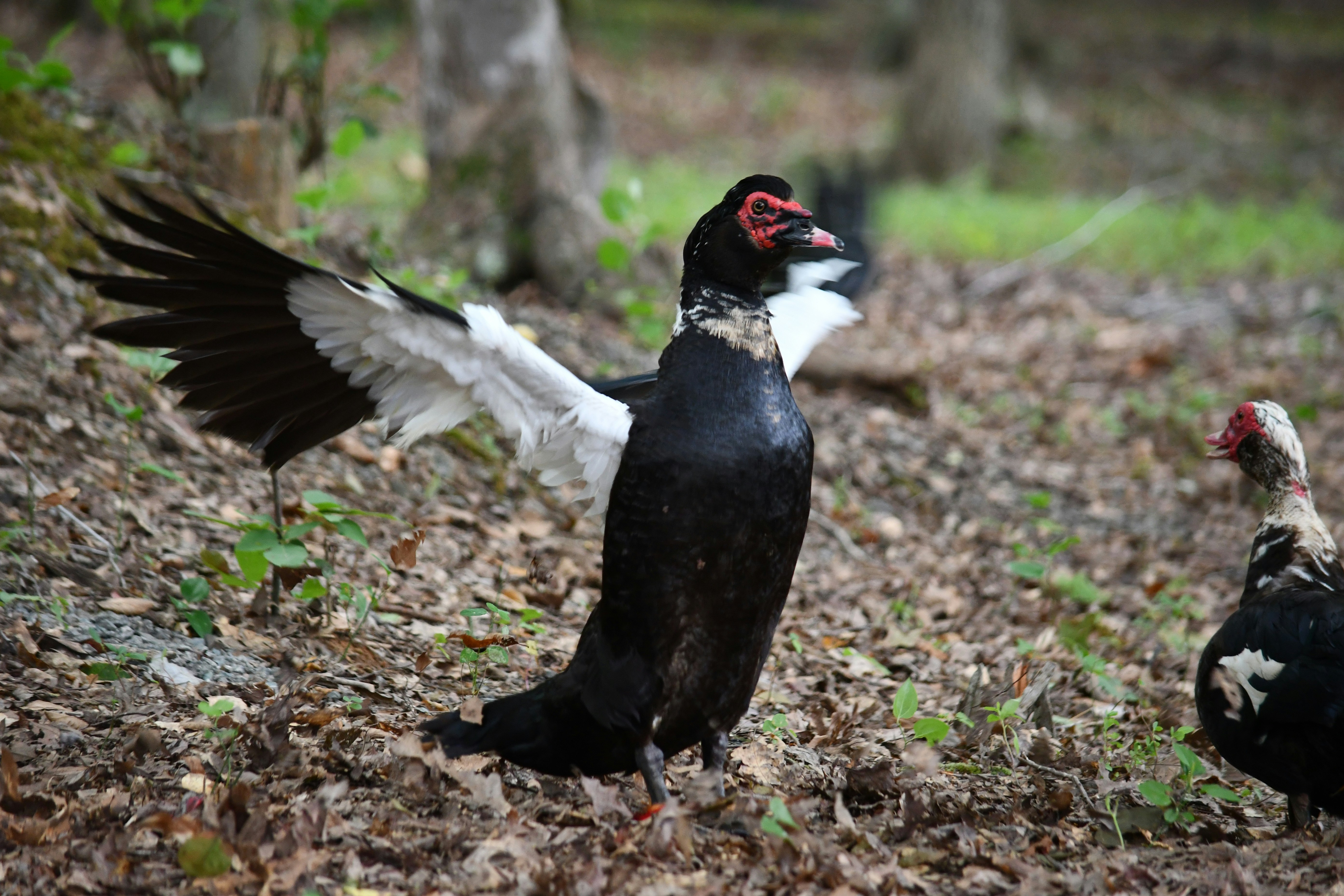 Winged Moment in a Leaf-Litter Clearing: Muscovy Duck with Wings Spread