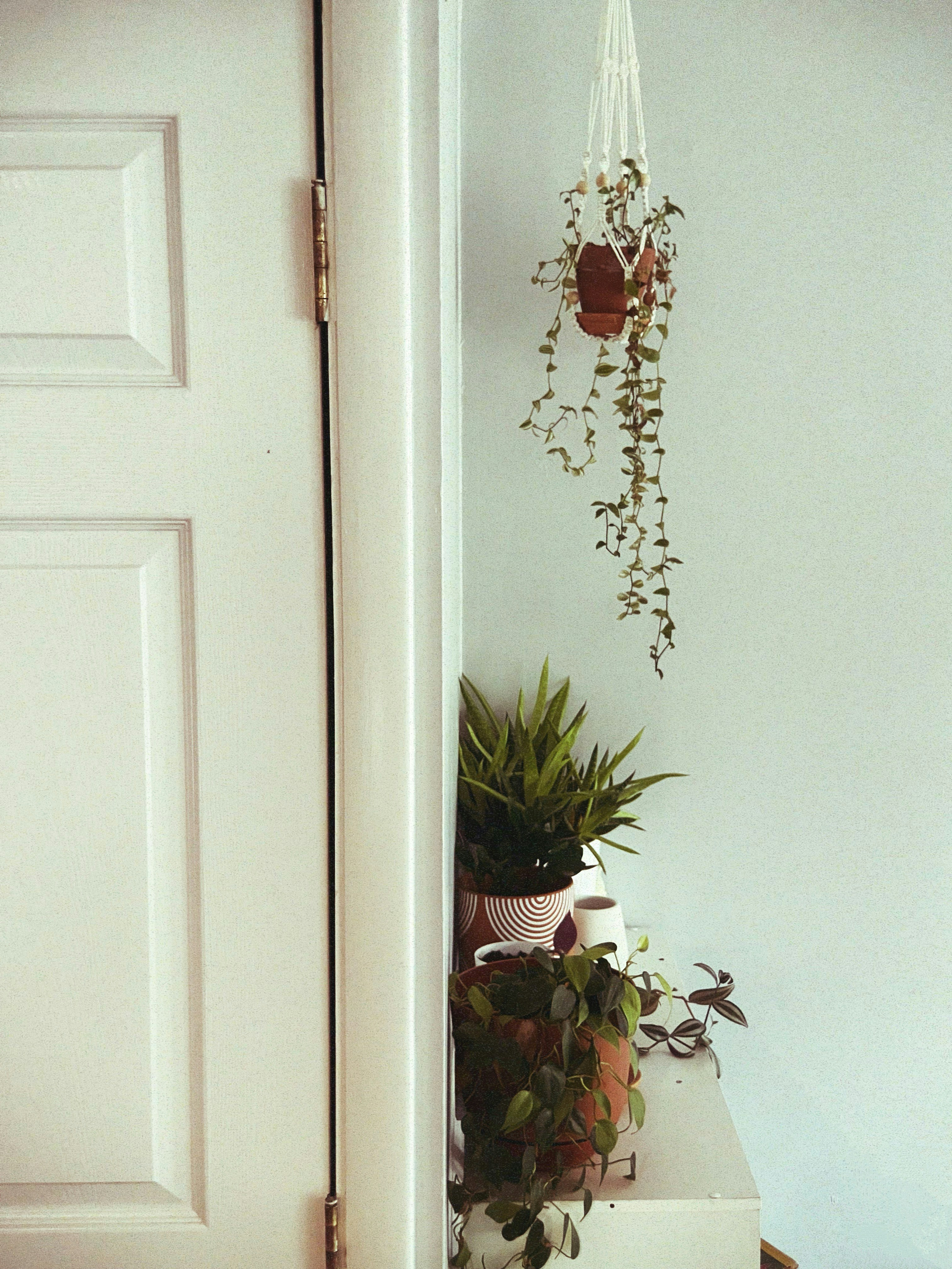 Hanging plant and potted plants near a white door.