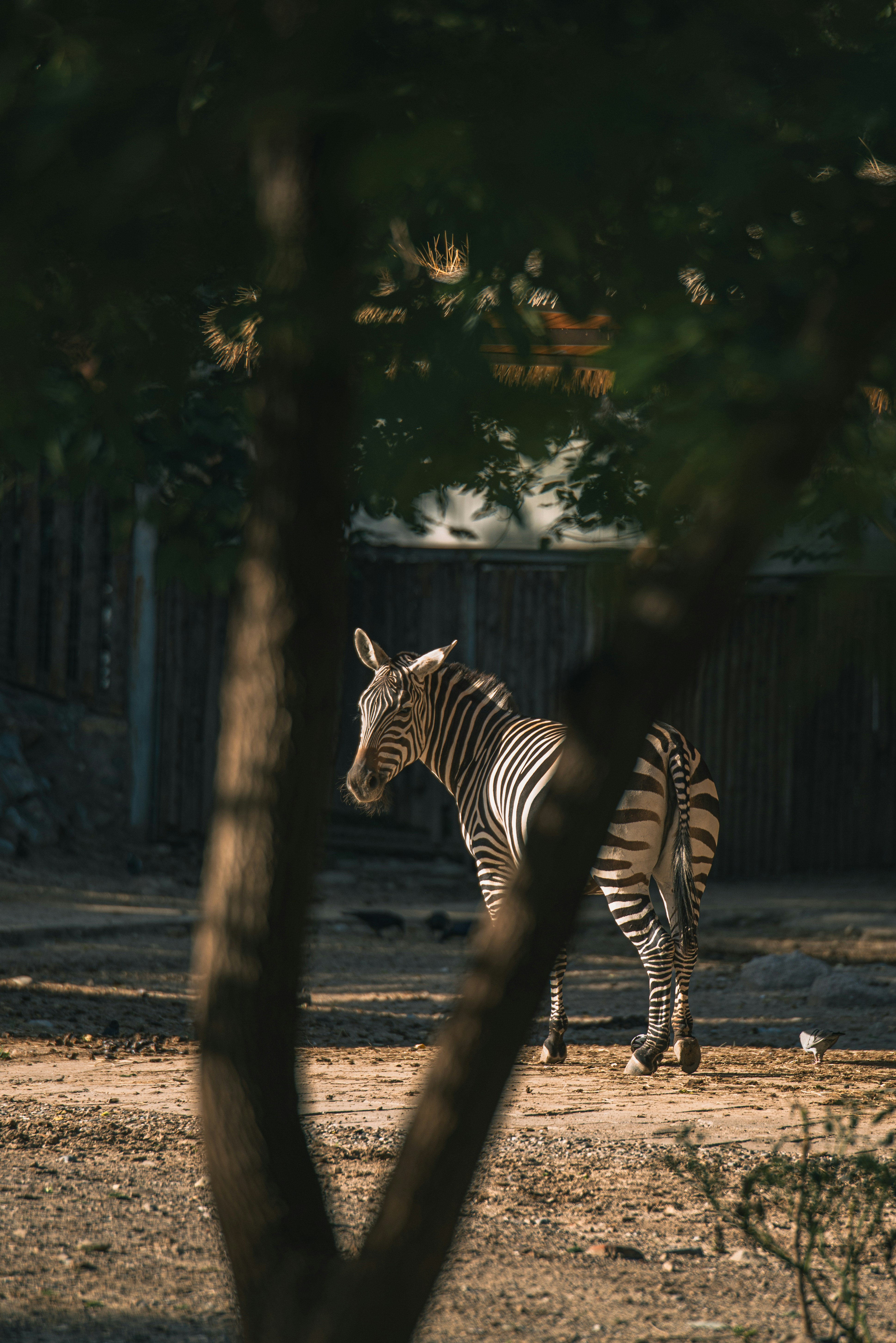 zebra | Zebra stands in a dusty enclosure behind tree branches.