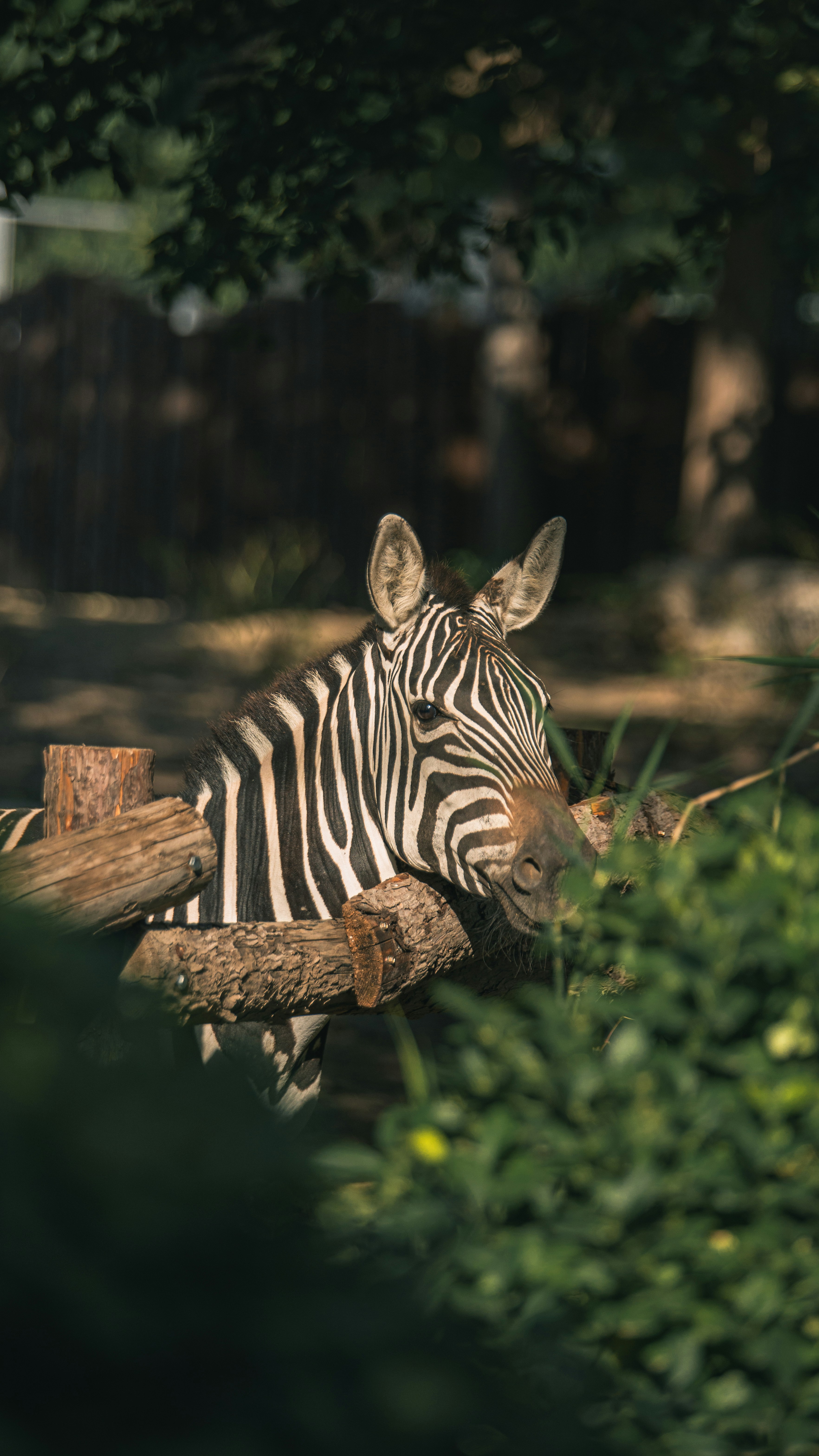 zebra | Zebra peeking through lush green foliage and wooden fence.