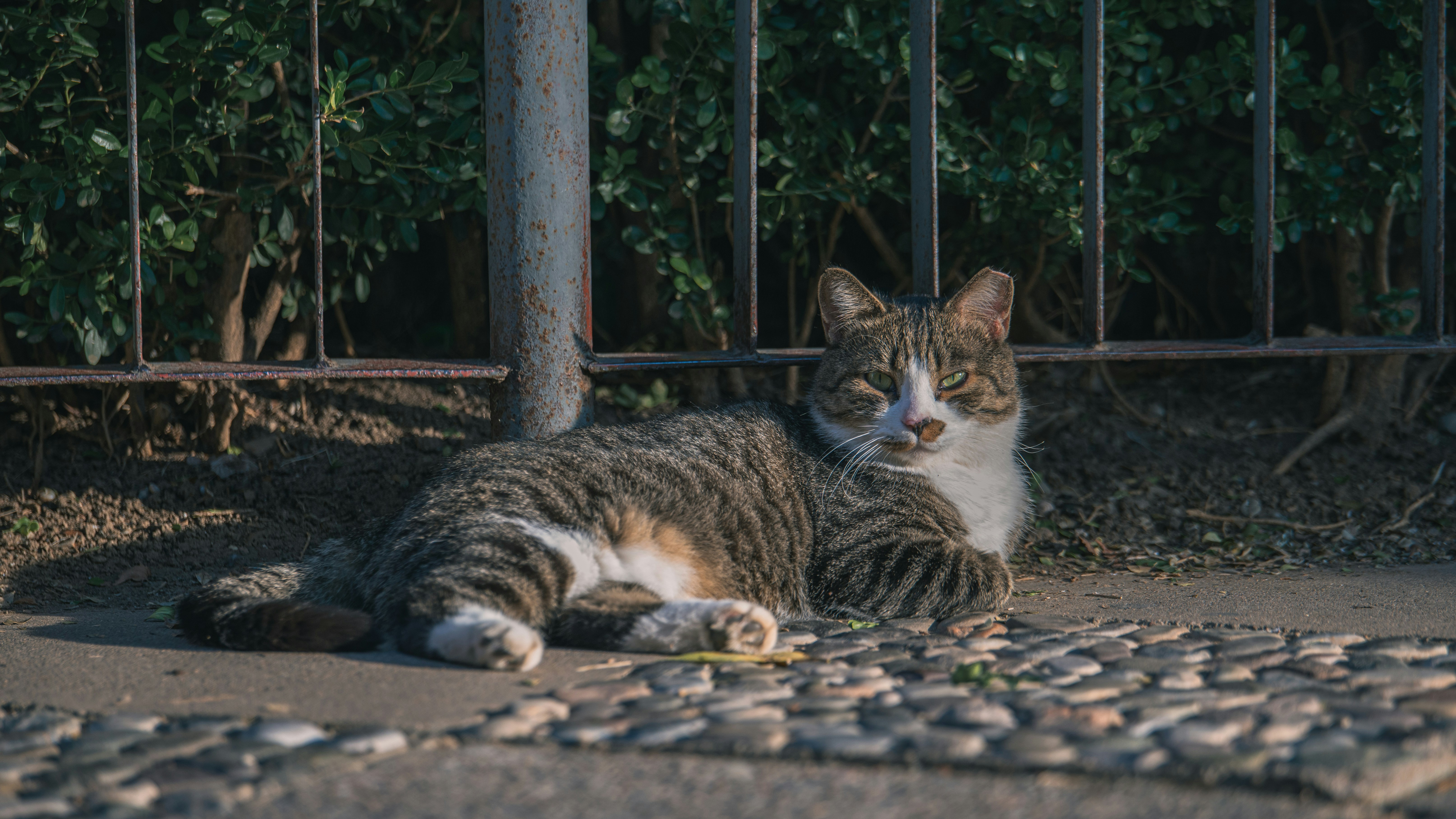 cat | A tabby cat rests on a cobblestone path.