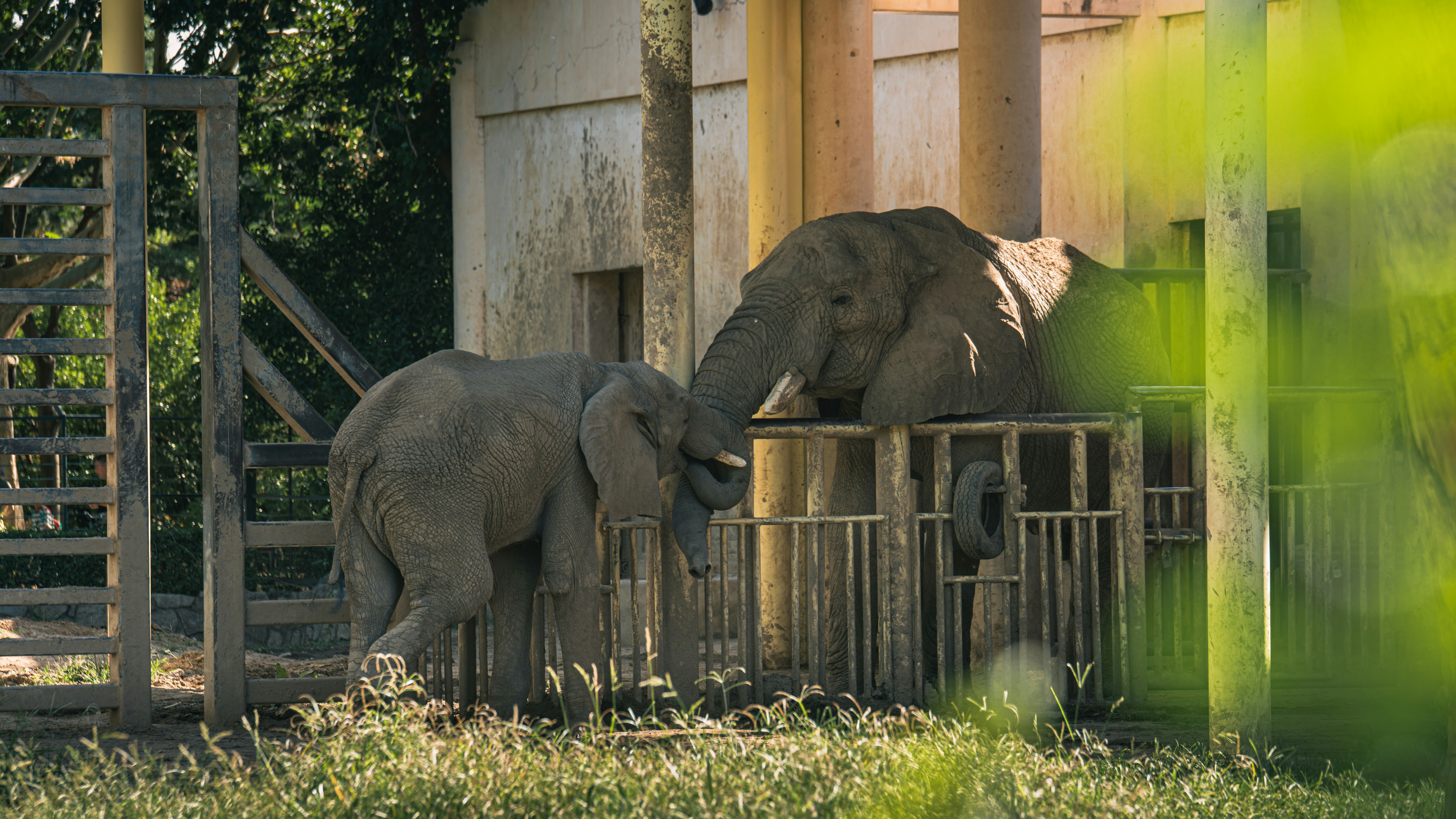 Asian elephant | Two elephants interacting near a structure.