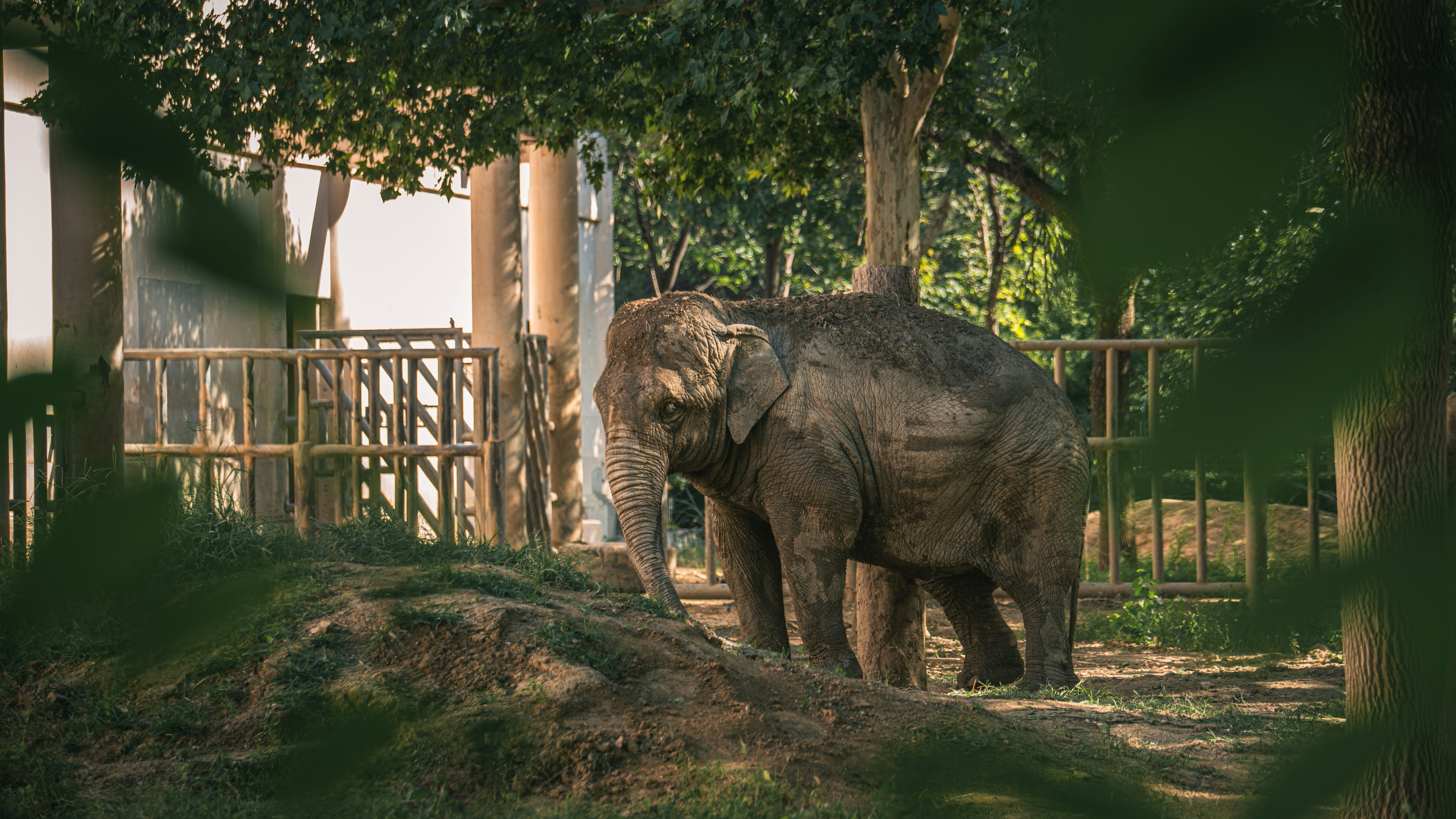 An elephant stands thoughtfully on a mound, surrounded by vibrant foliage and a serene enclosure. The scene captures a moment of tranquility in a zoo setting.