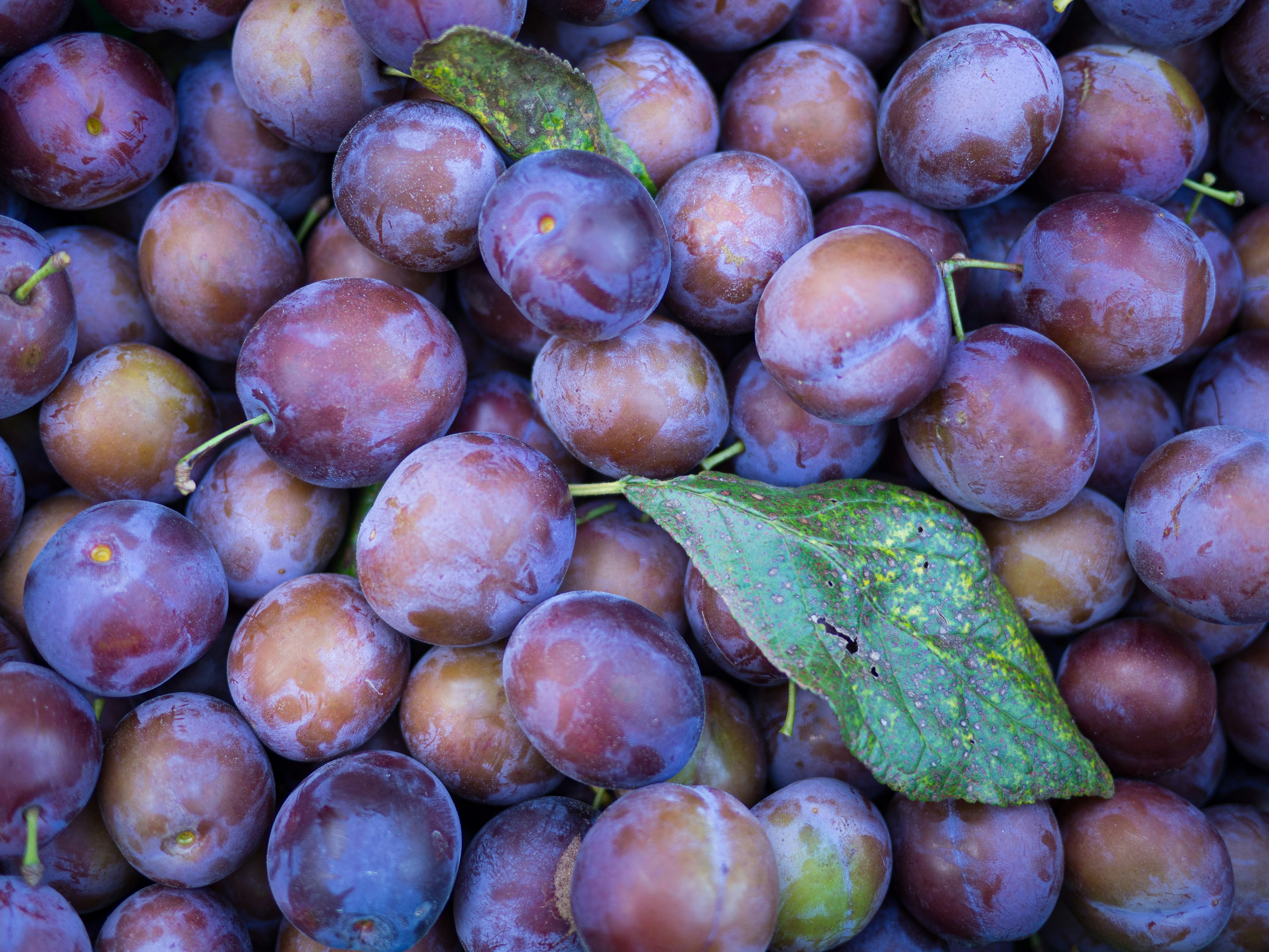 A pile of ripe plums with a leaf