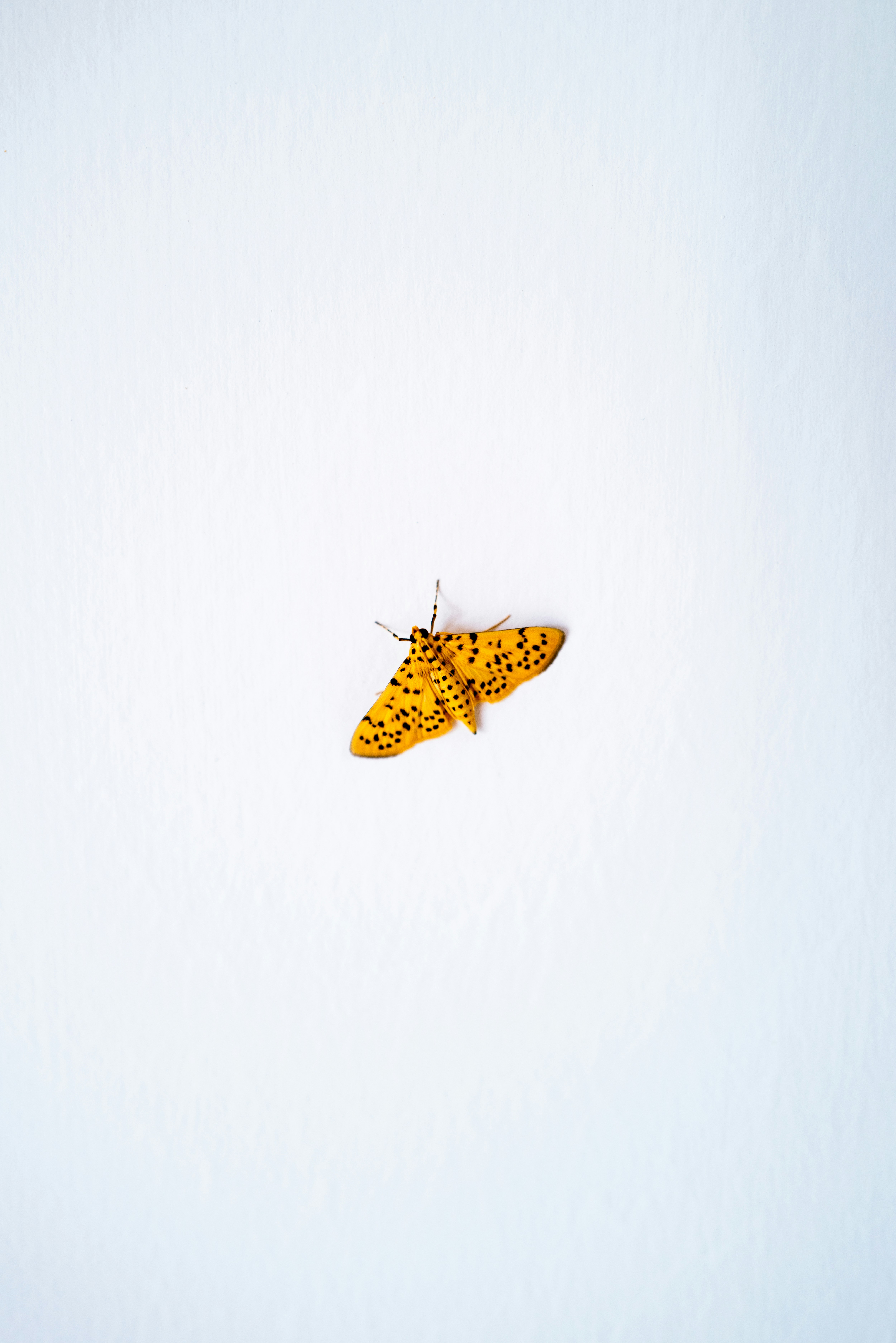 Whispers of the Golden Wing