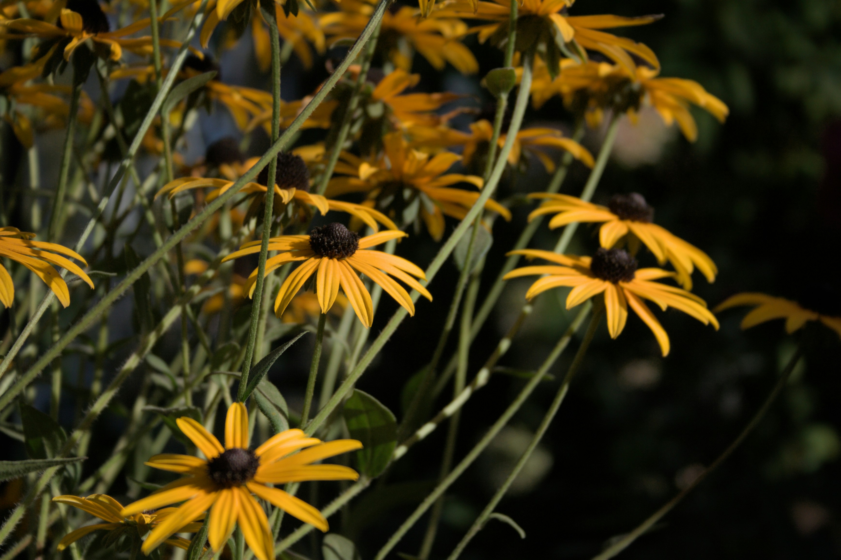 Black-eyed Susans, taken at Michigan Renaissance Festival | Yellow flowers with dark centers bloom outdoors.
