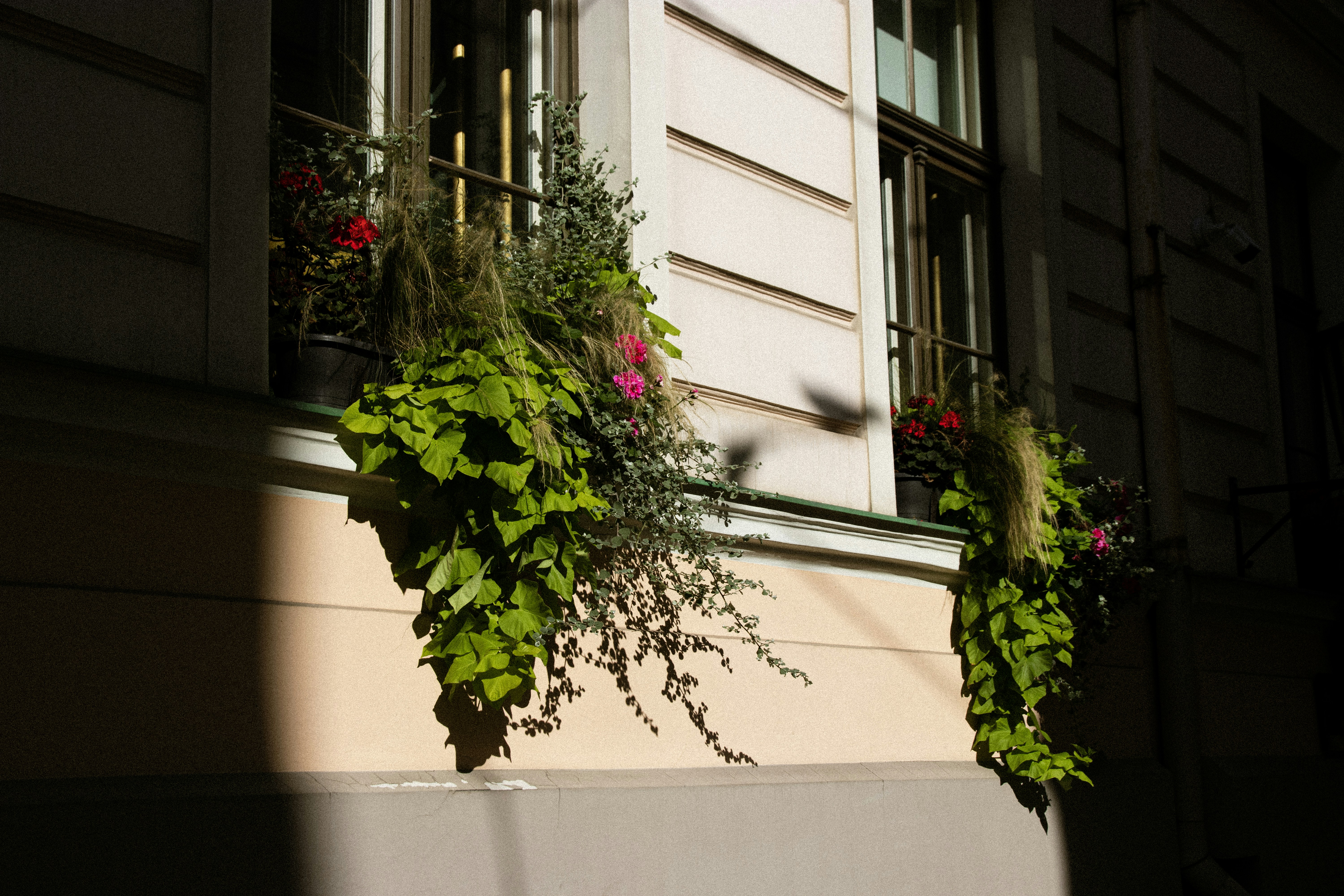 Lush green plants and flowers cascade from window boxes.