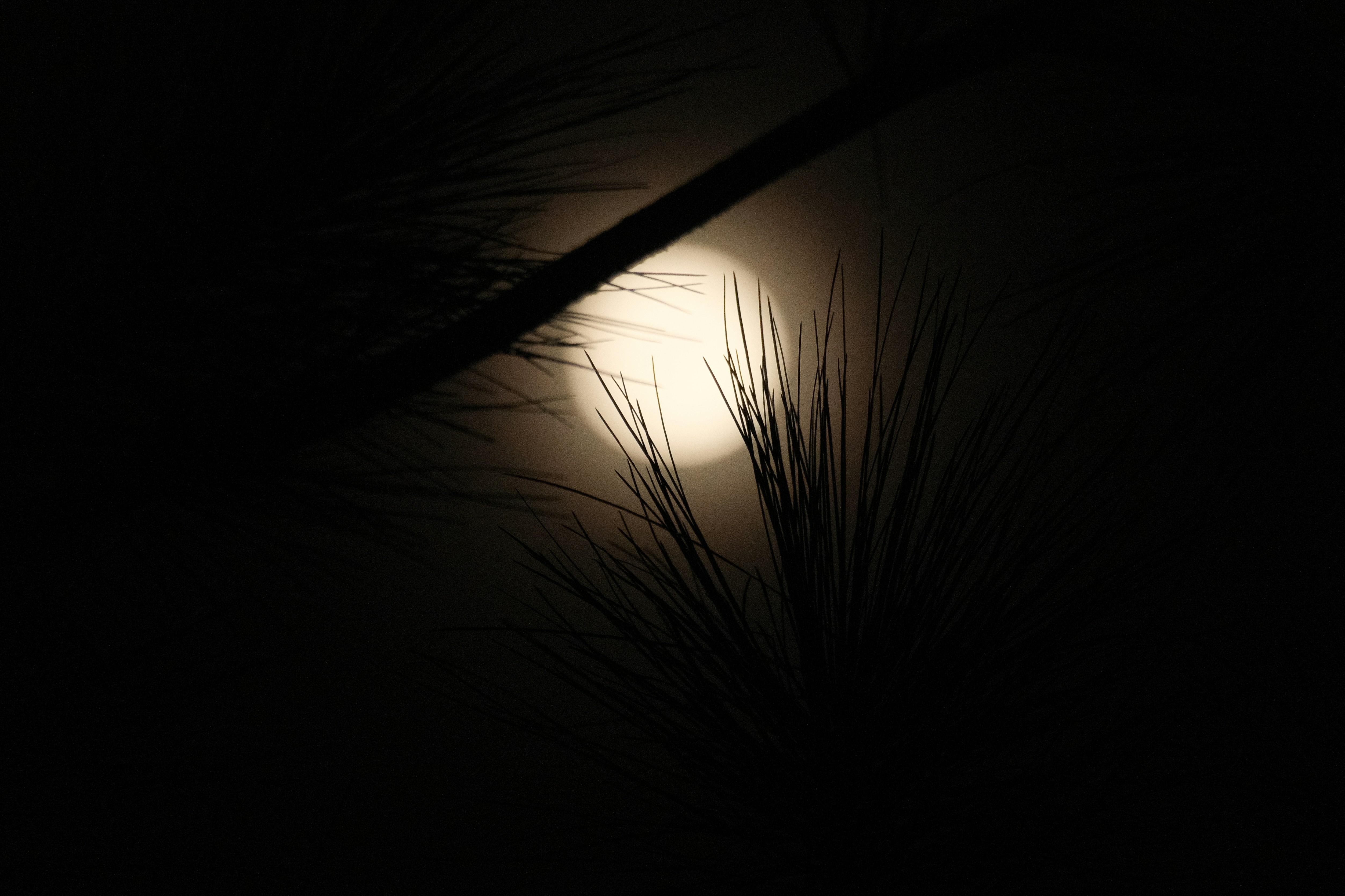 Full moon obscured by dark pine needles at night
