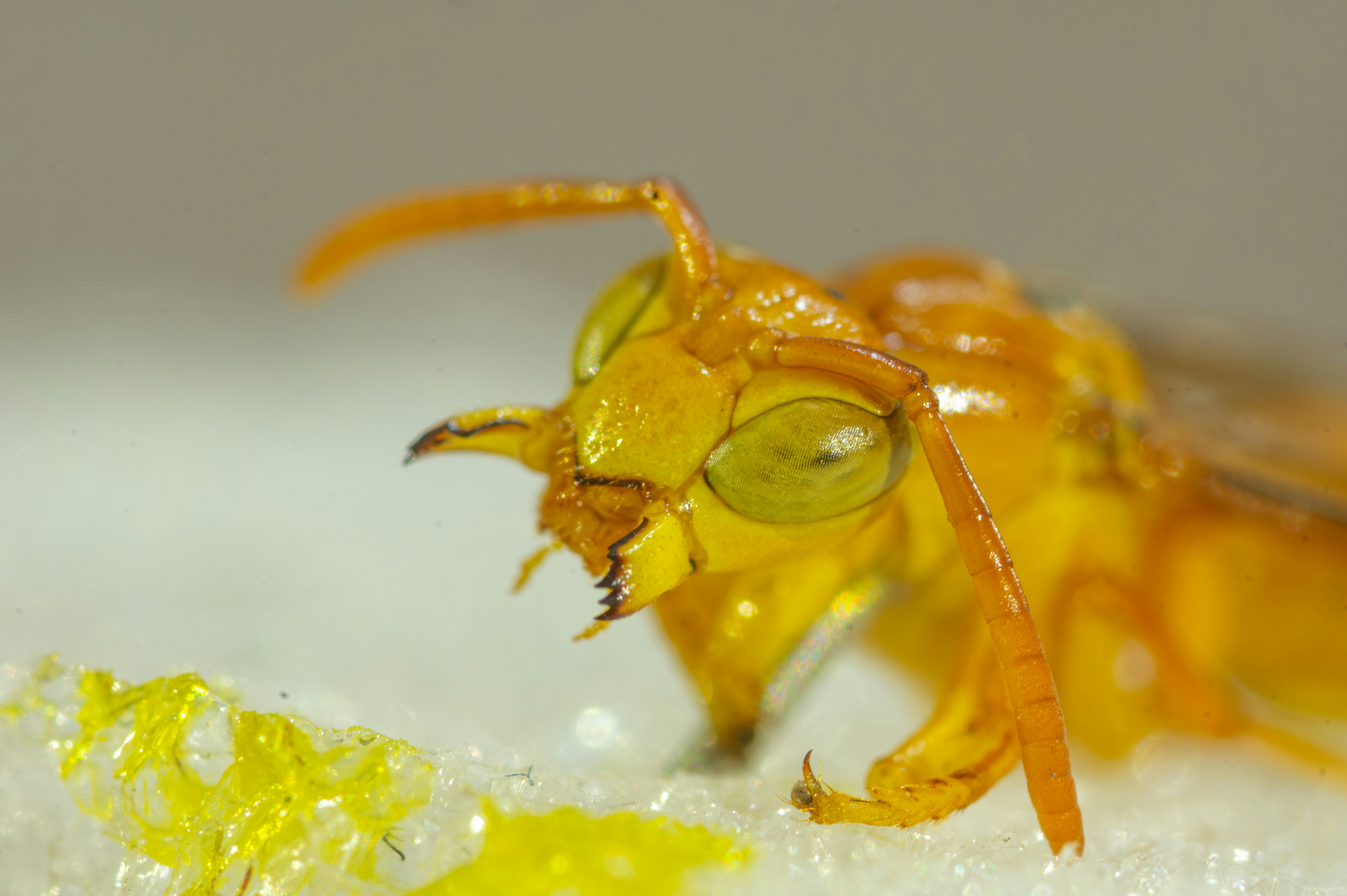 The Golden Guardian: A Close Encounter with Nature's Intricate Design