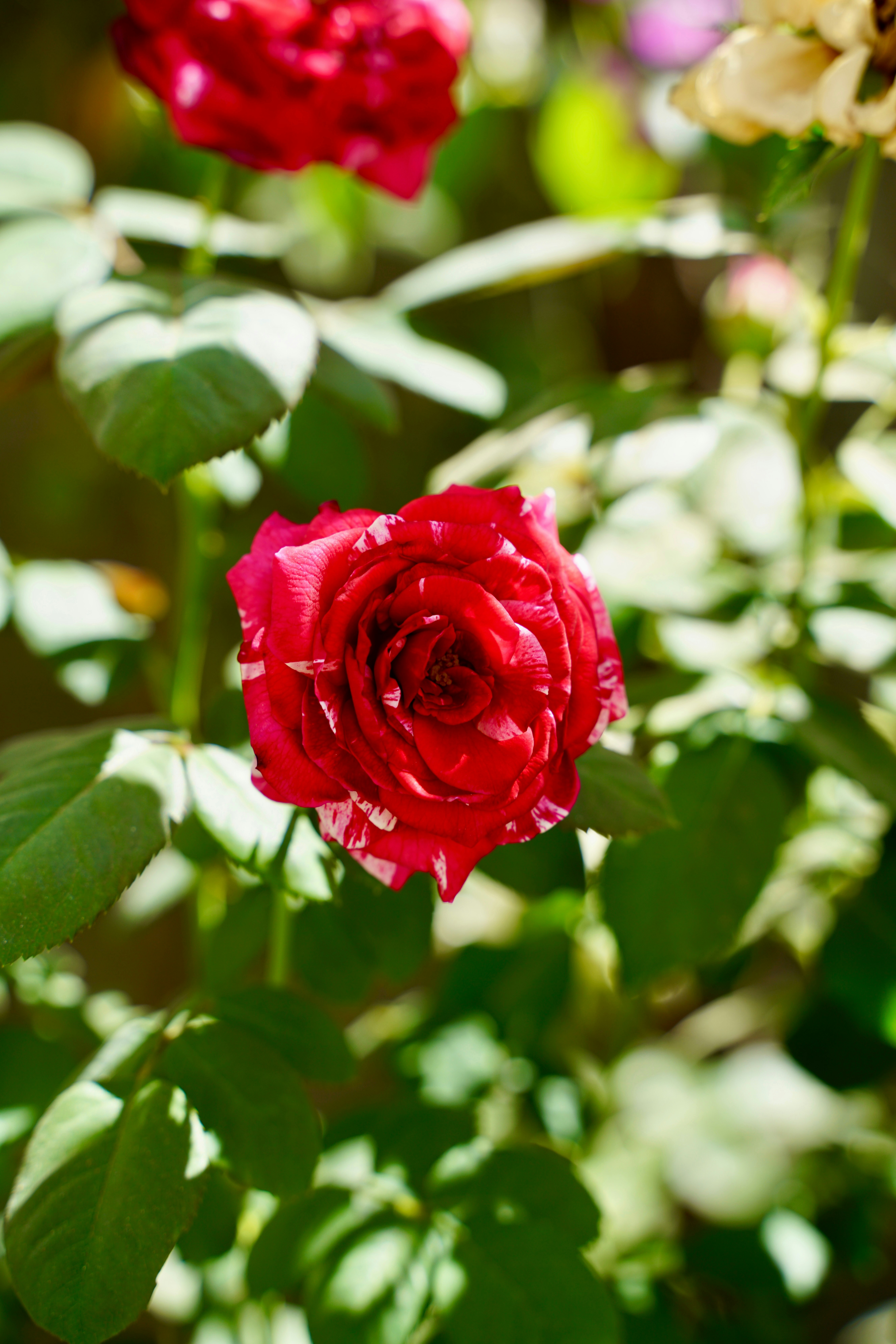 A red rose with white streaks in the garden. photo – Free Image on Unsplash