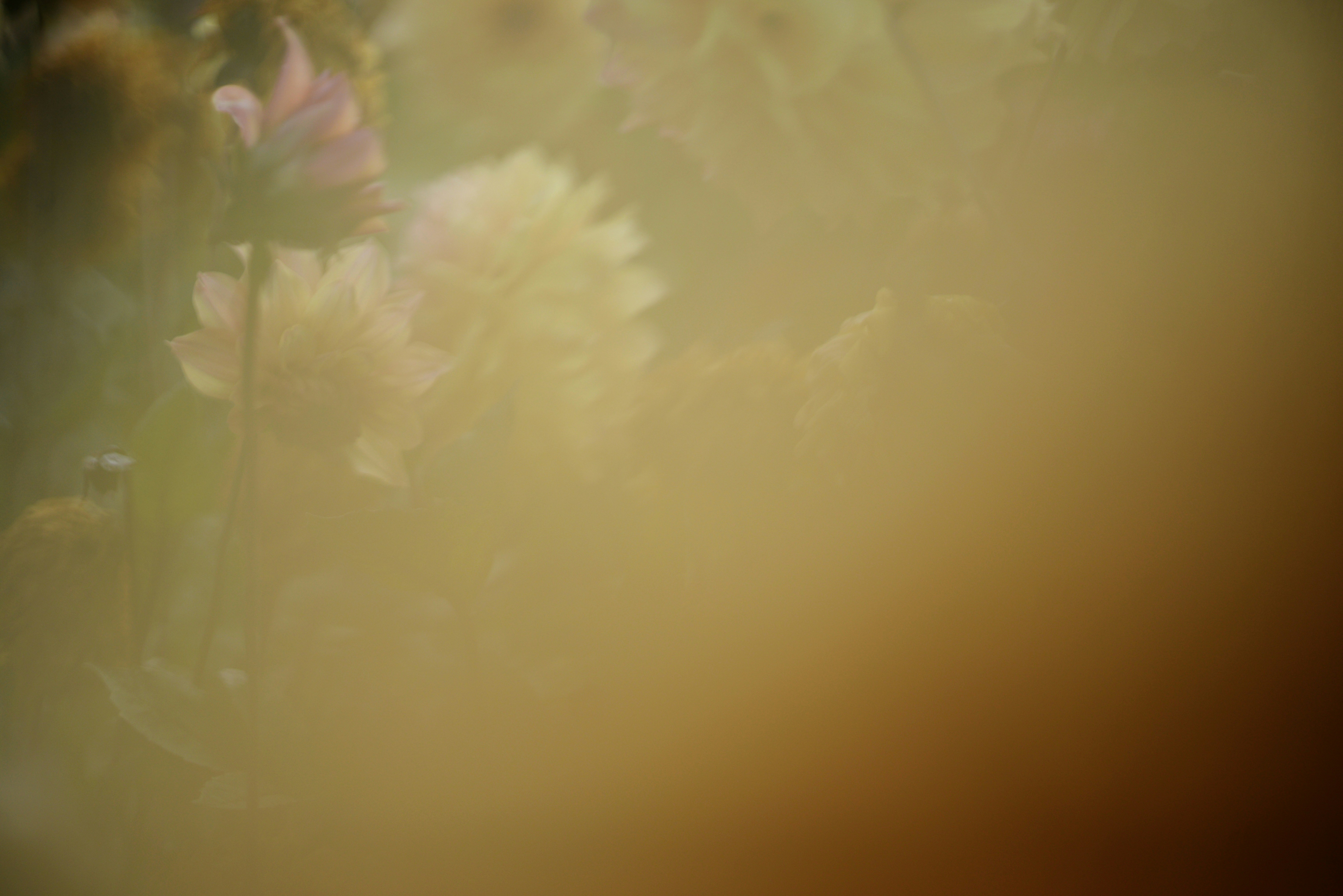 Softly blurred flowers in a garden, creating an ethereal atmosphere with warm hues blending together.