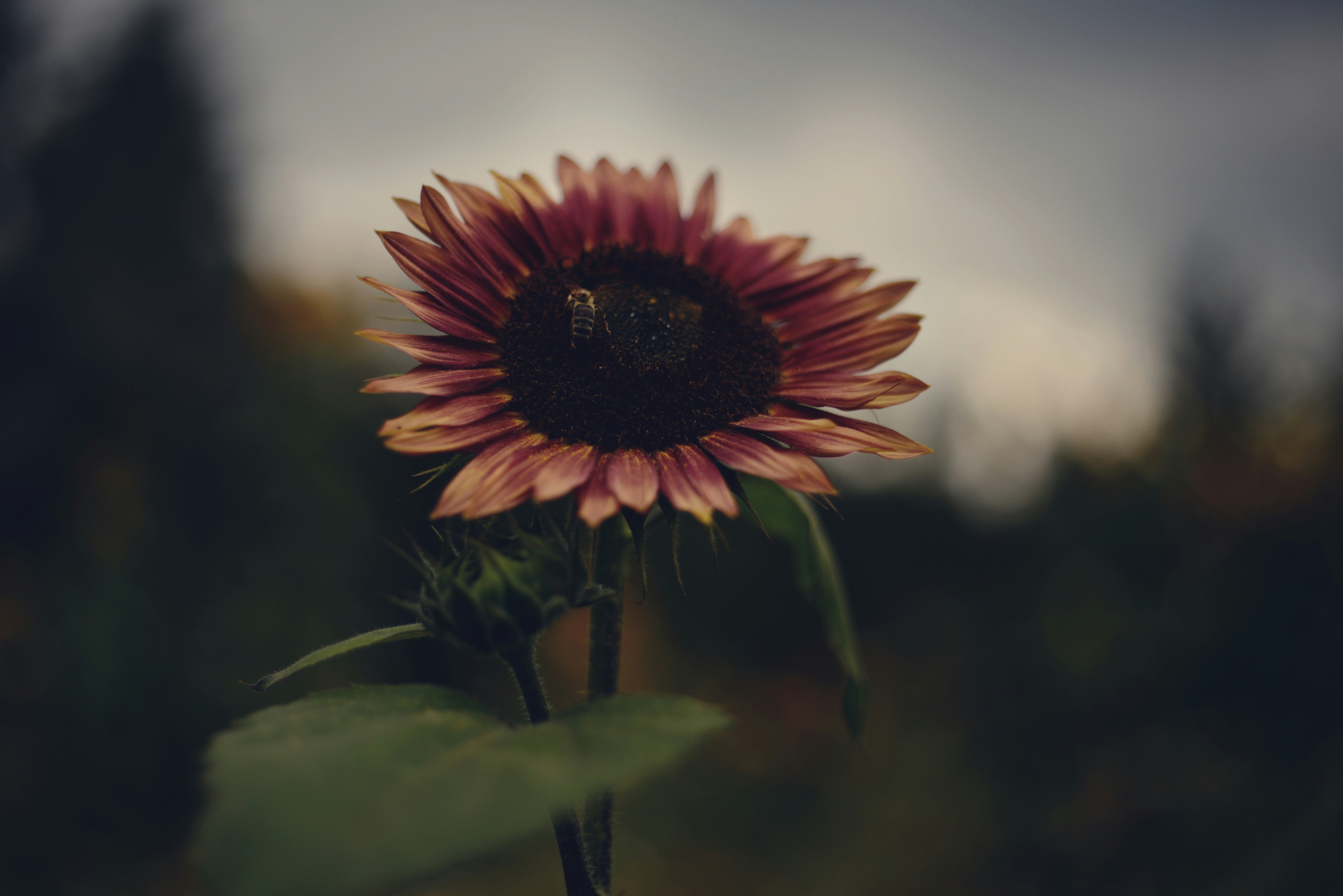 Whispers of Autumn: A Sunflower's Resilience