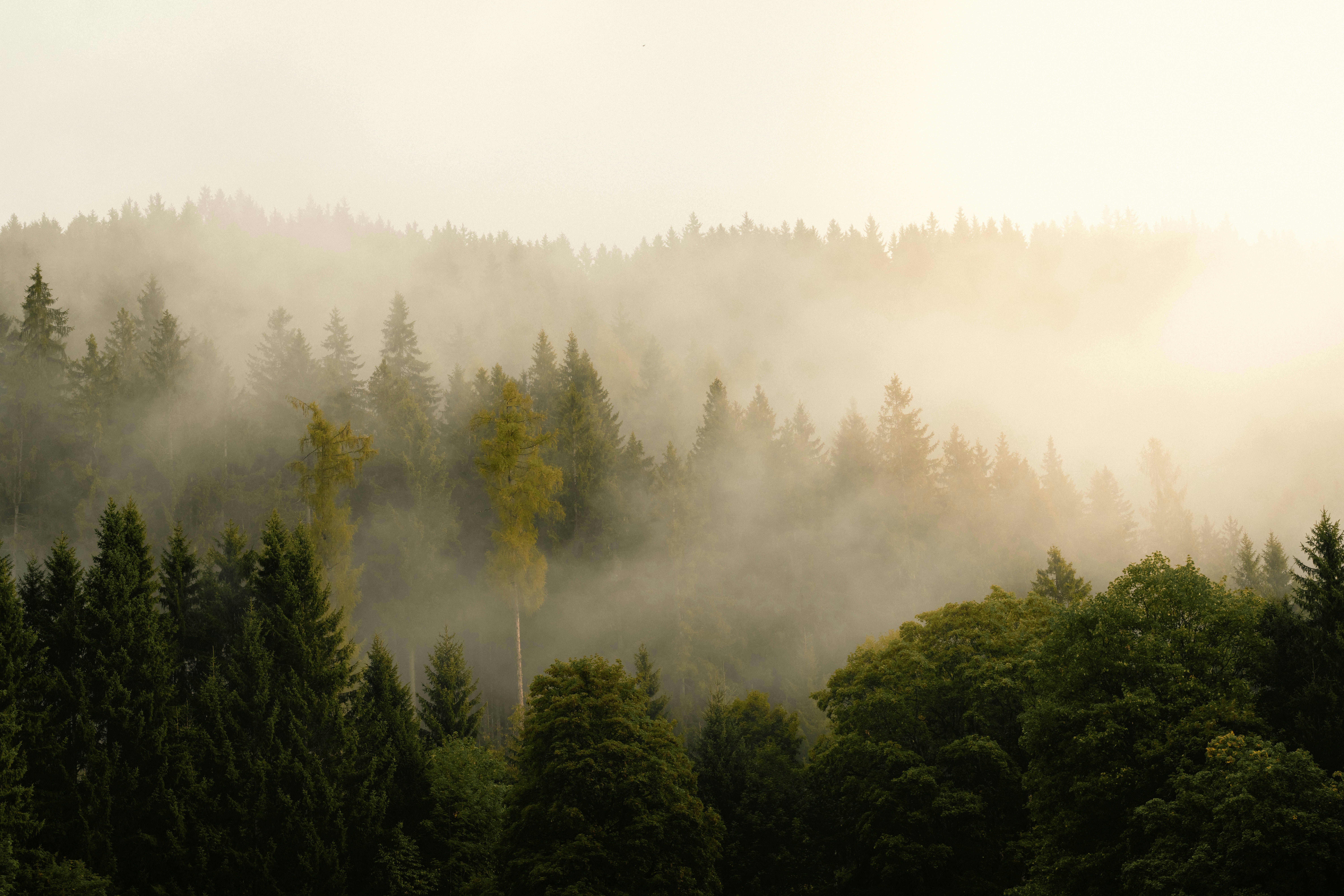 Misty forest landscape at dawn, with layers of trees partially obscured by fog. The soft light creates an ethereal atmosphere.