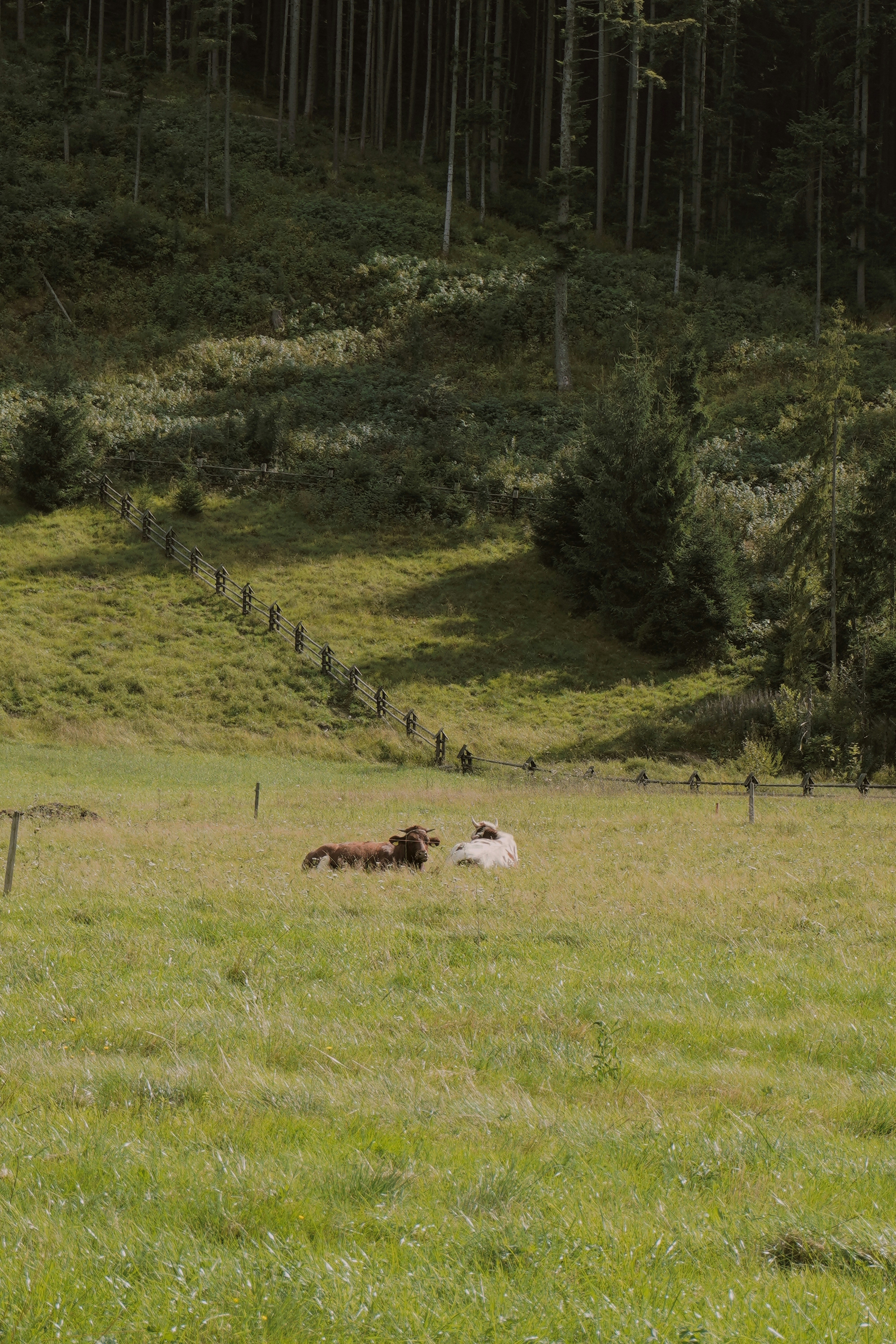 Serene Pastures: A Quiet Moment in Nature