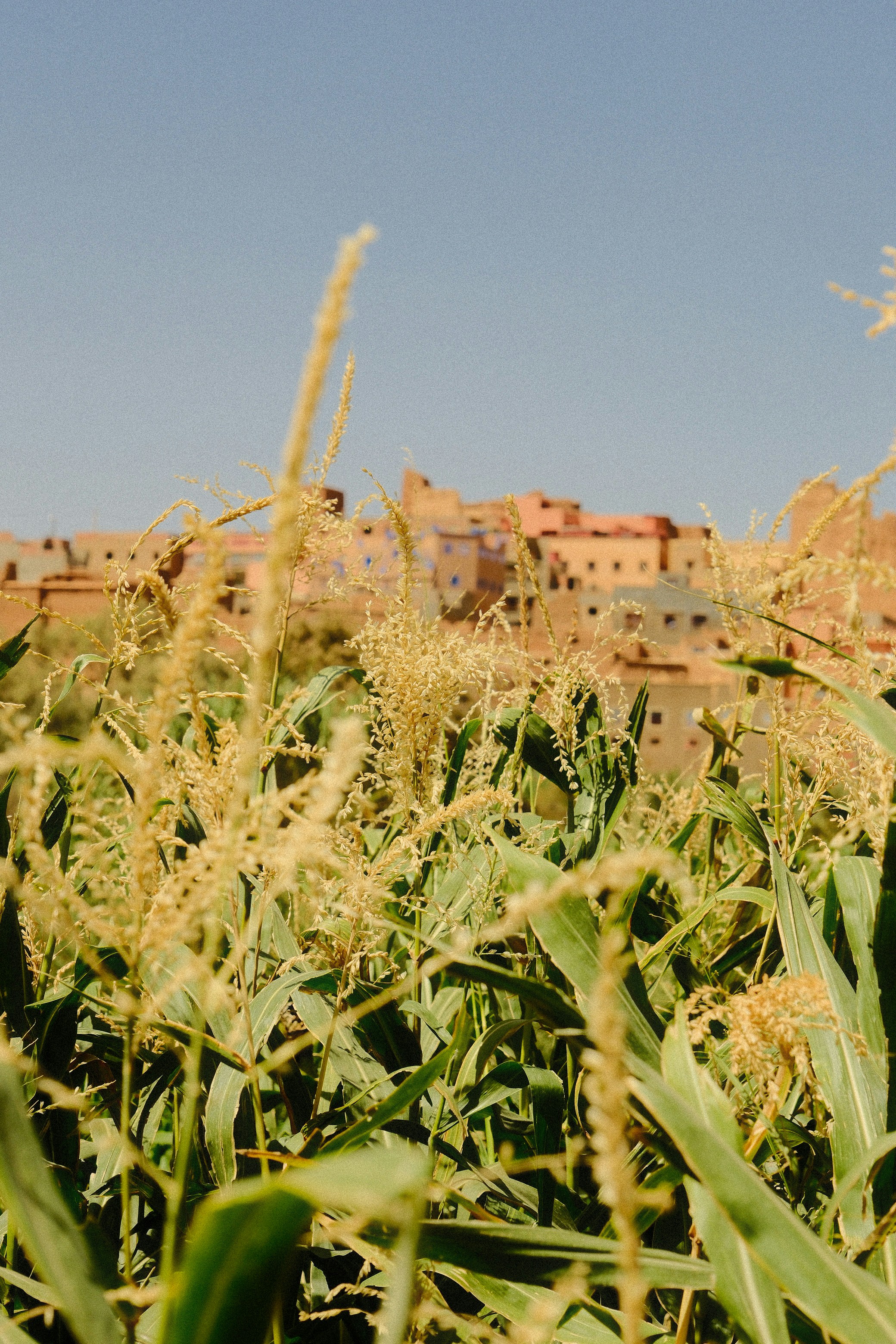 Whispers of the Harvest: A Rural Tapestry