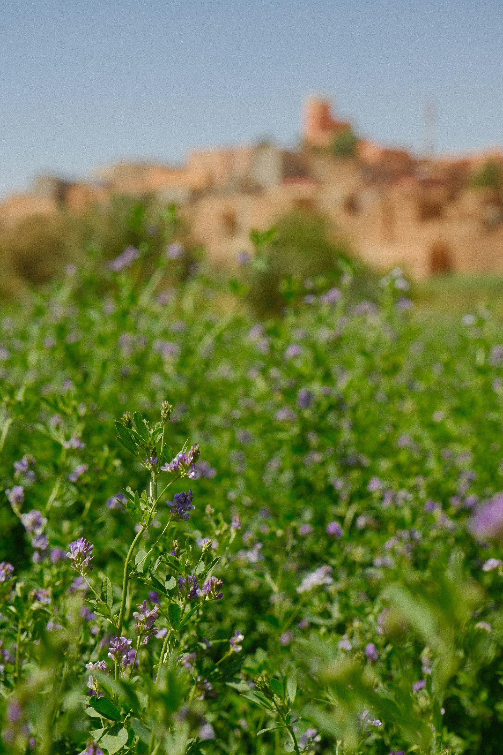 Blossoms in Focus, Ruins in the Distance