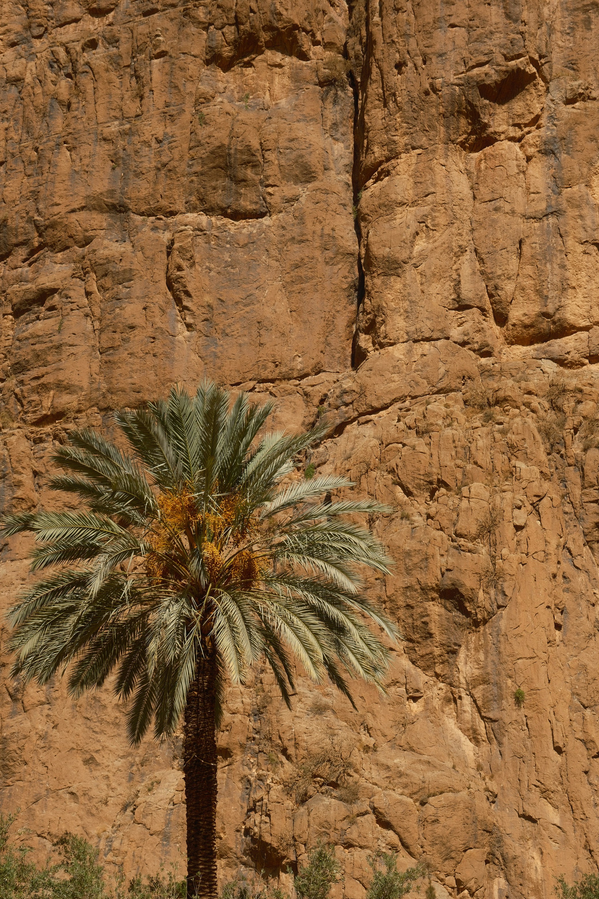 A lone palm tree stands against a rocky cliff.