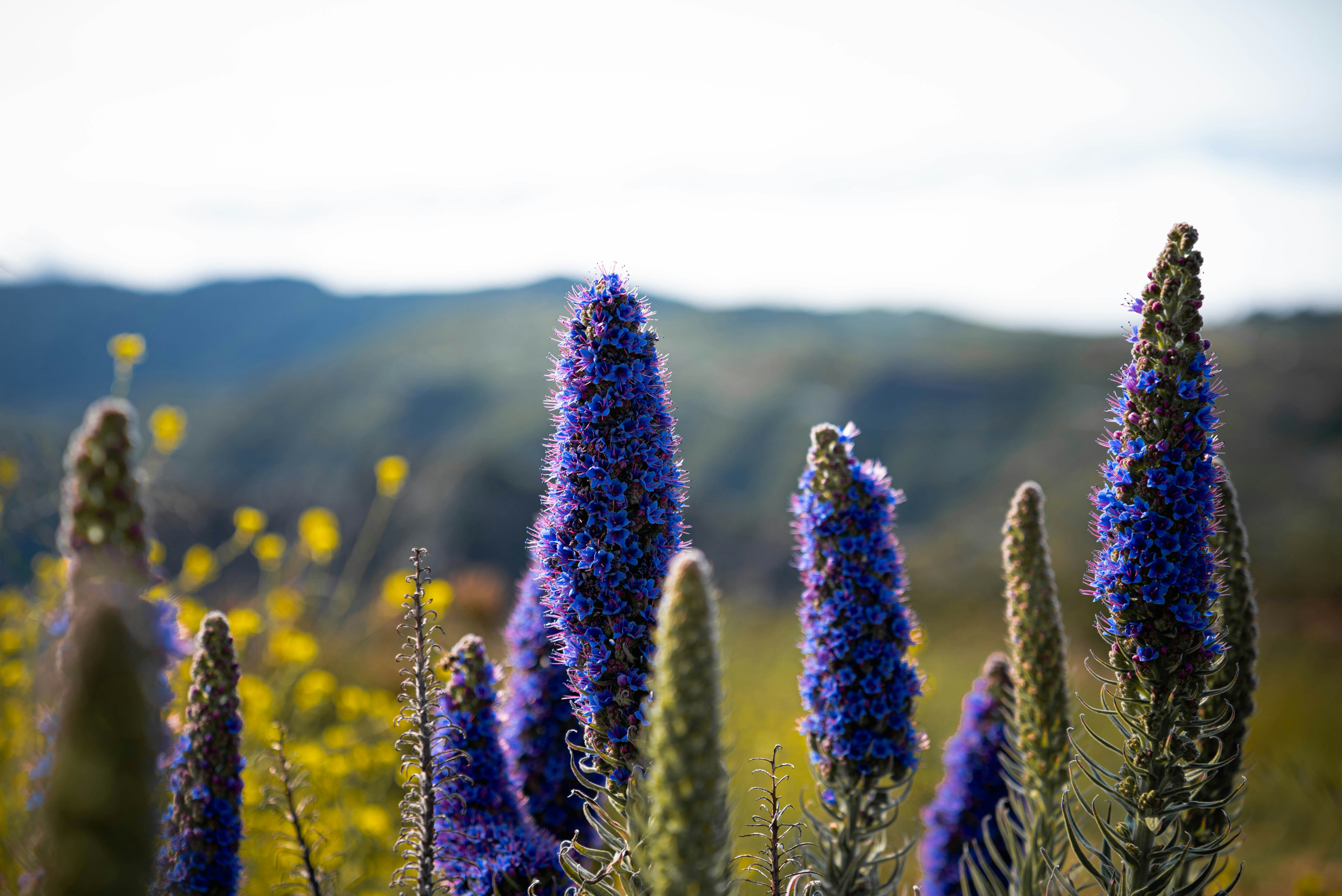 Violet Towers Amidst Nature's Palette