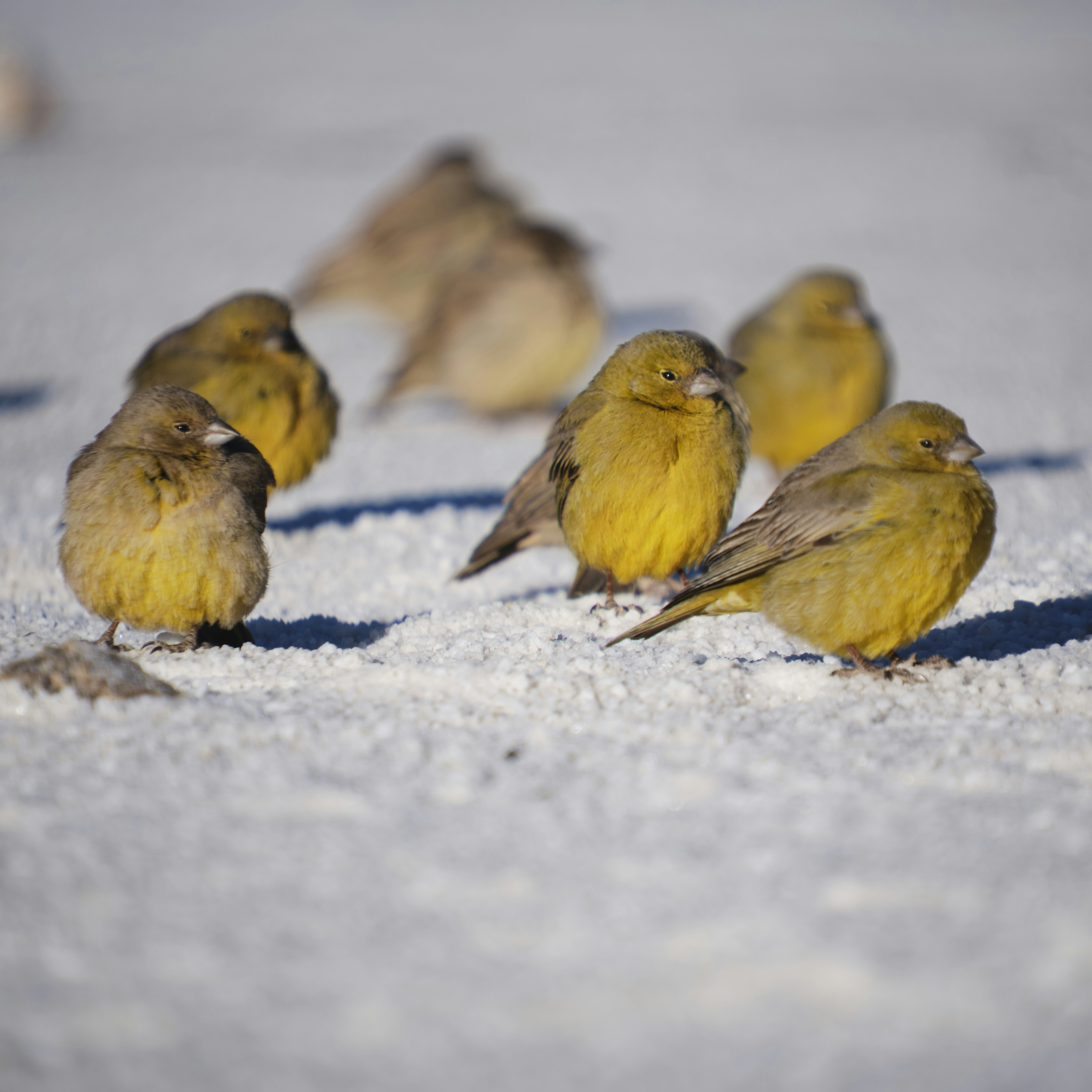Huddle of Golden Warblers on Snow