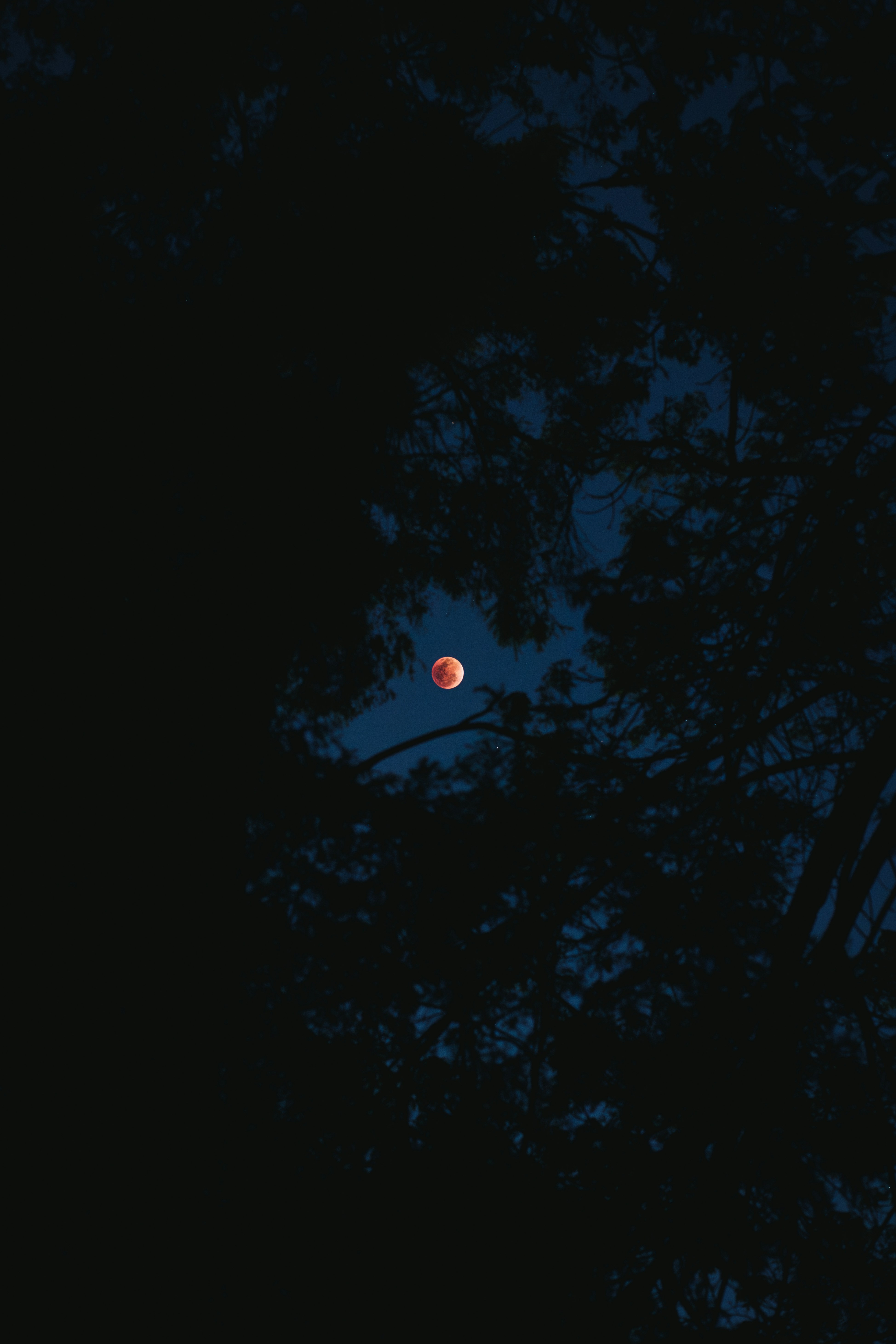 Lunar Glow Amidst the Shadows