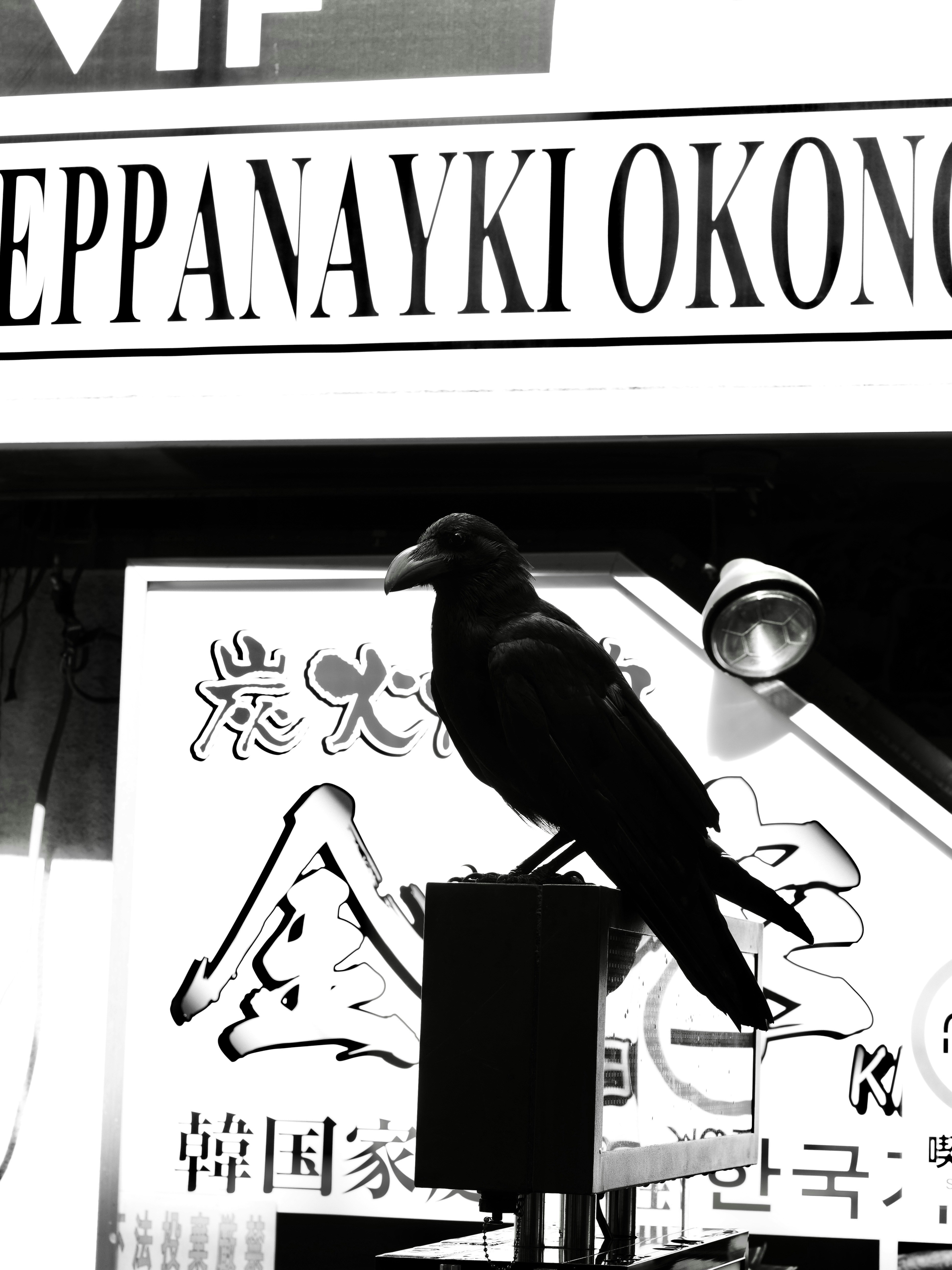 Urban Sentinel: The Watchful Crow