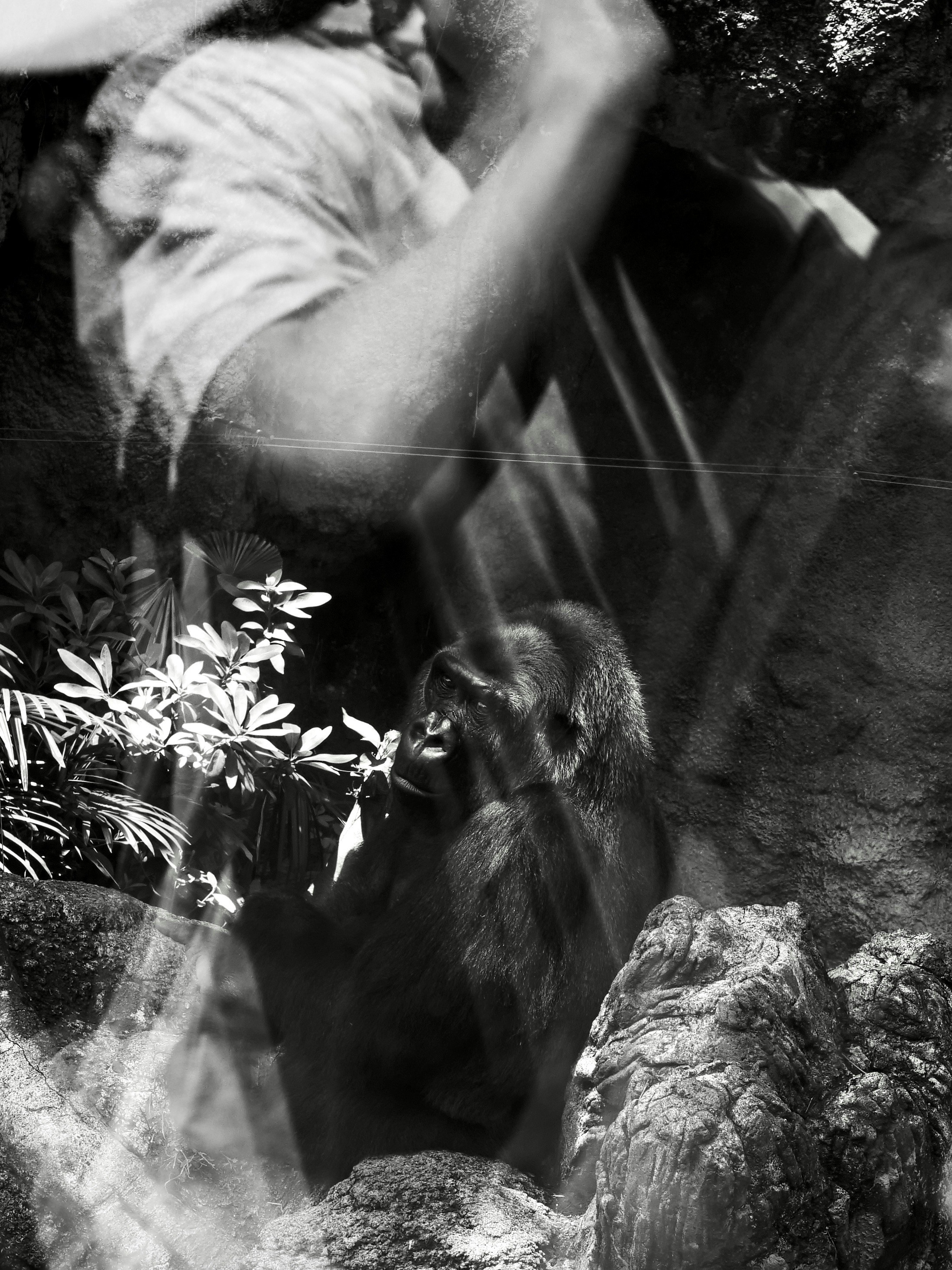 A gorilla in a zoo with the reflection of a visitor on the viewing glass | Gorilla eating leaves in a lush, rocky enclosure.