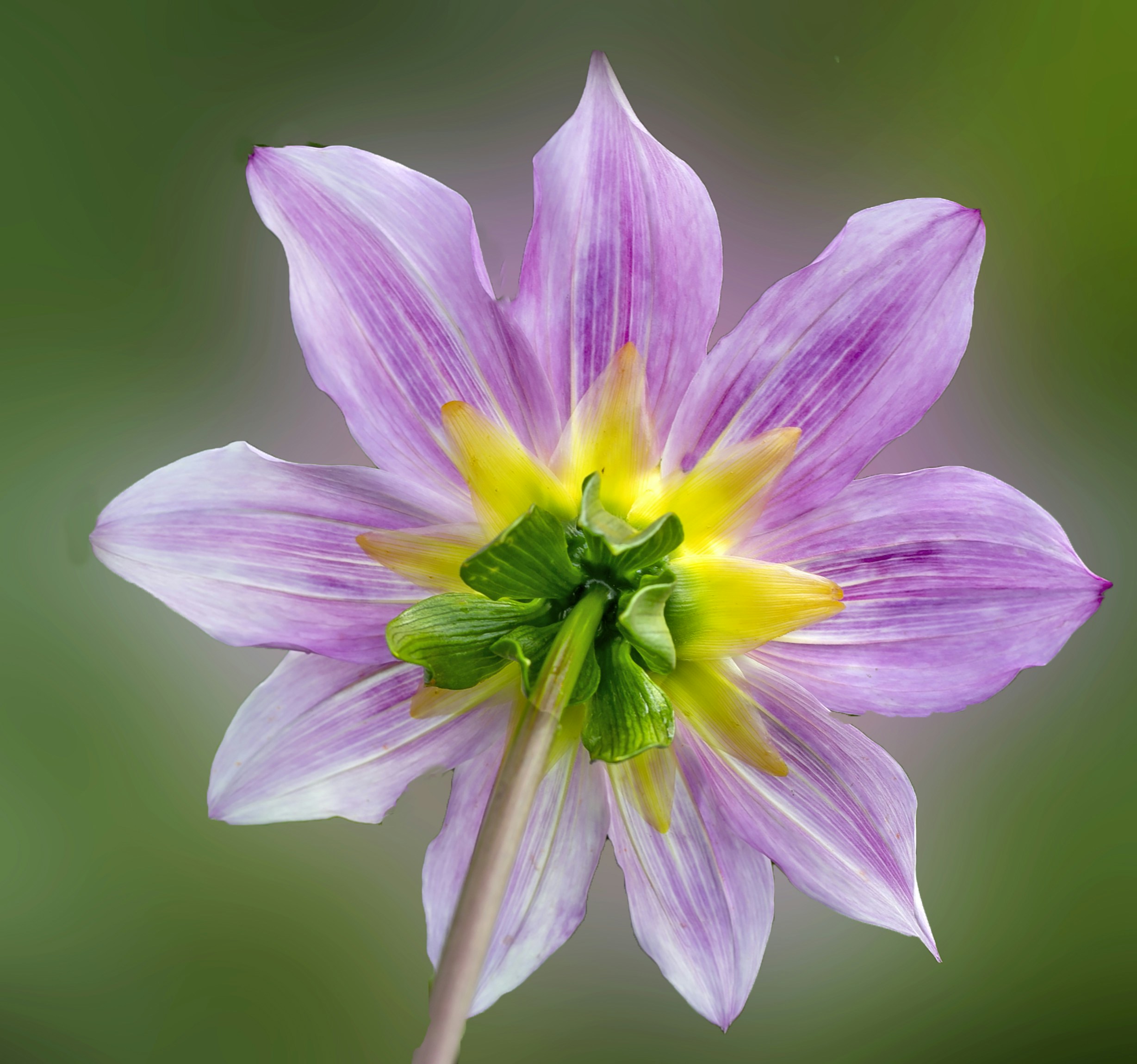 Petal Symphony: Nature's Colorful Canvas