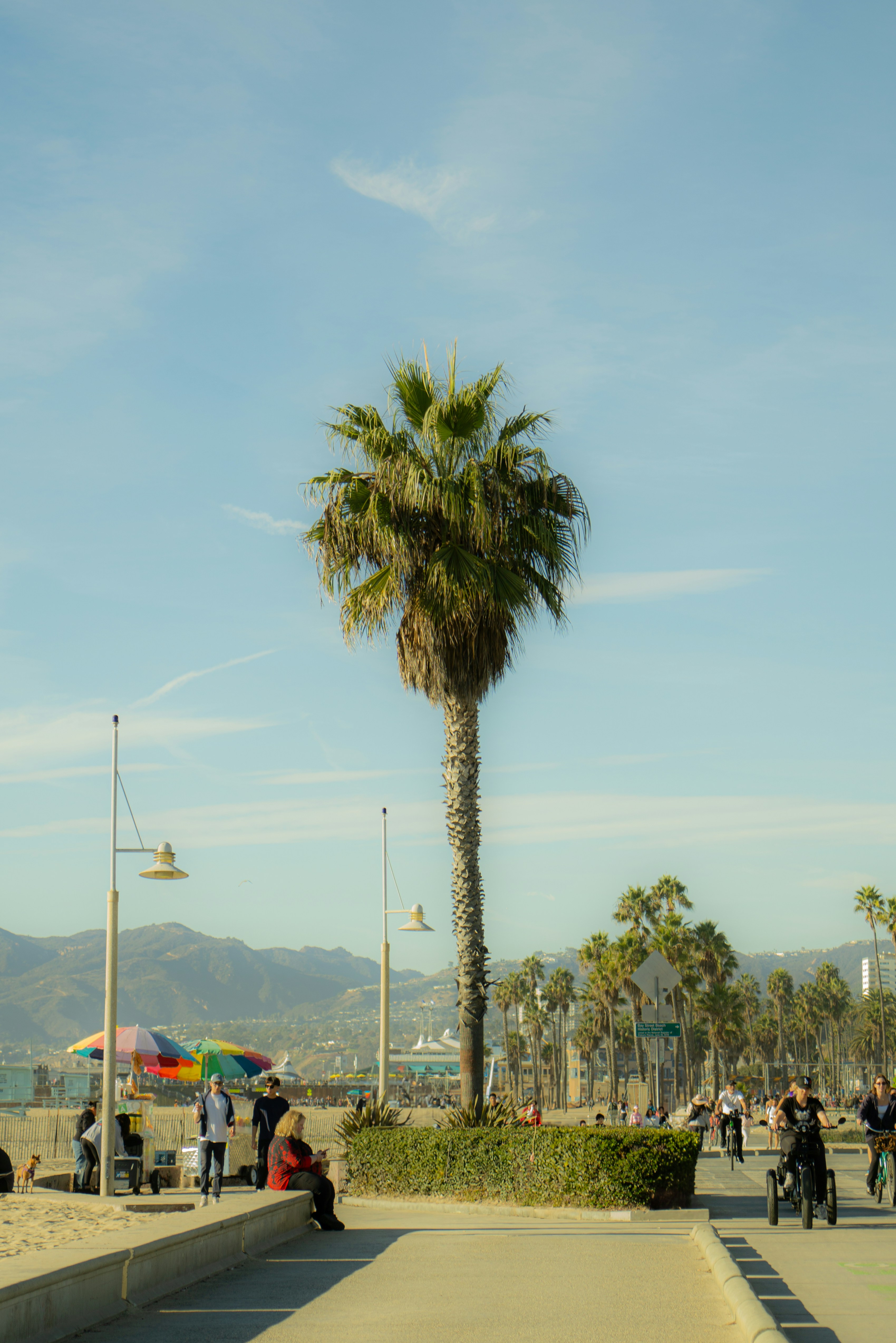 Palm Sentinel Overlooking the Promenade