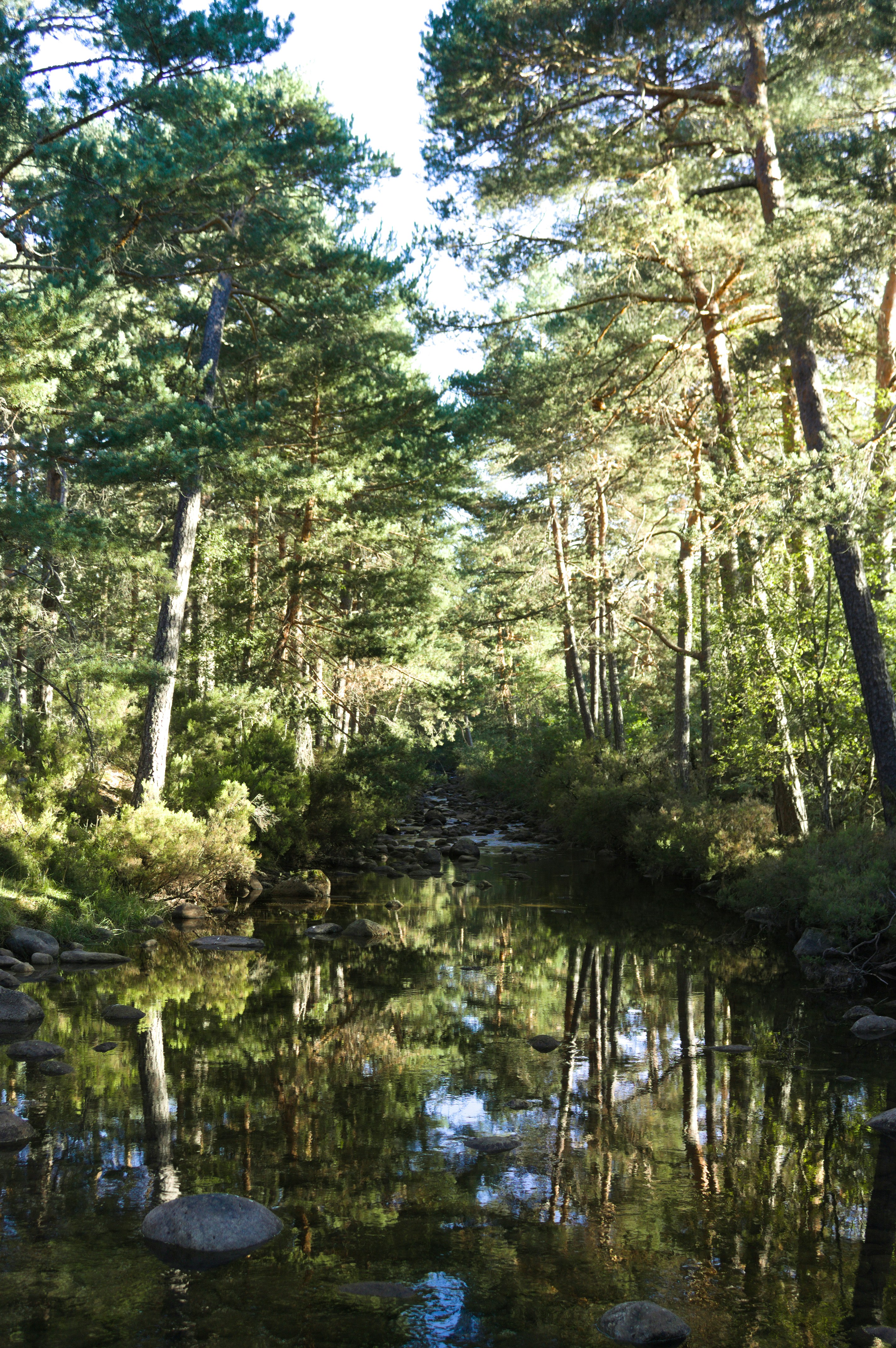 Serenity in the Woodland Stream