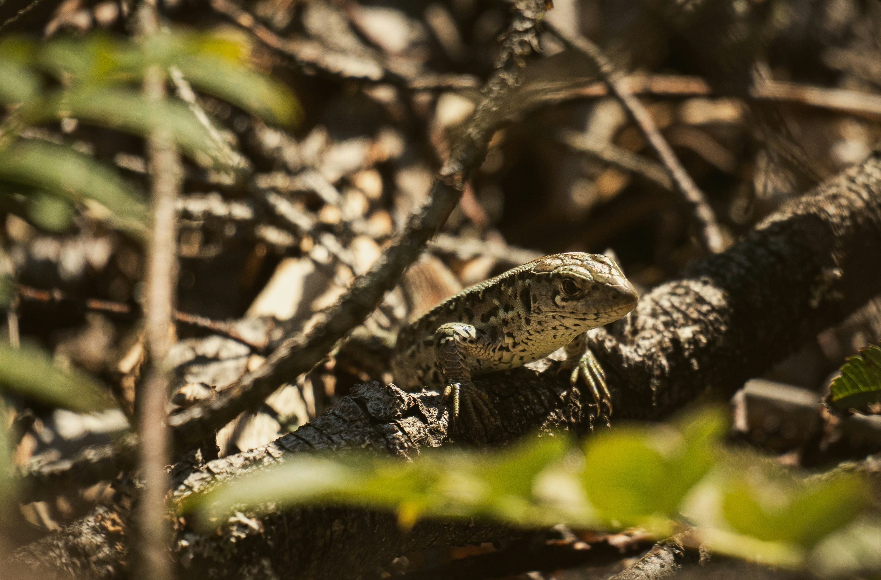 A Quiet Moment in the Underbrush