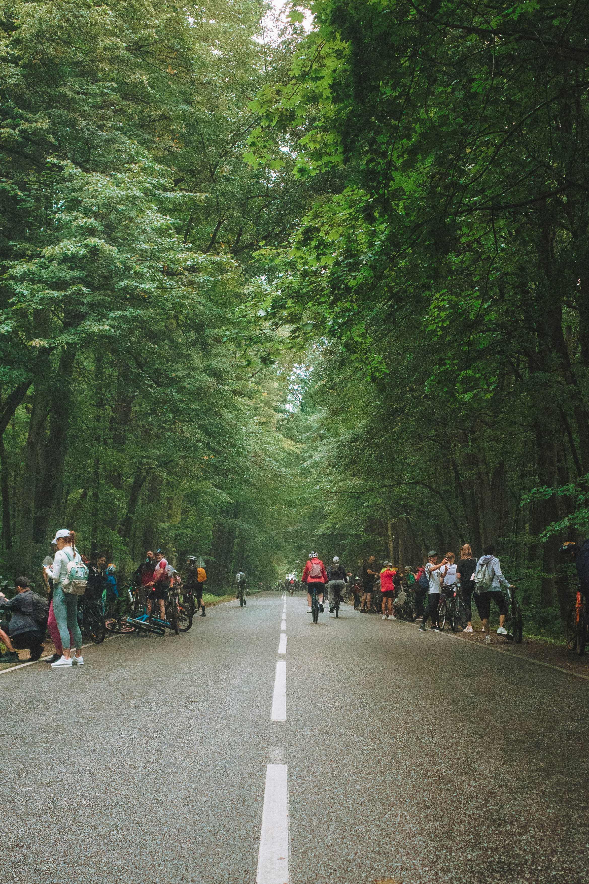 Red Jersey at the Forest Road: A Bicycle Parade Under Canopy