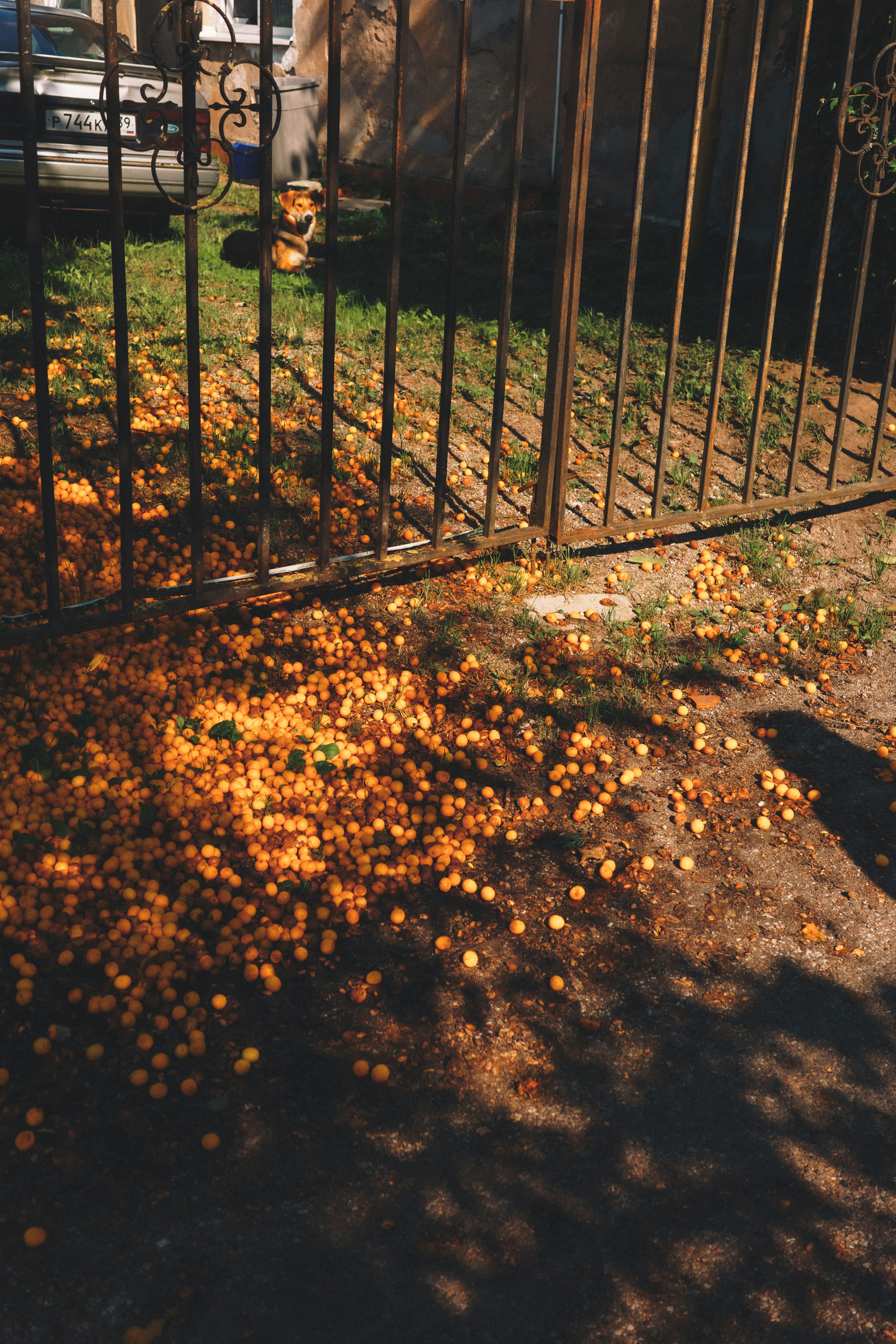 Ripe apricots scattered on the ground near a fence.