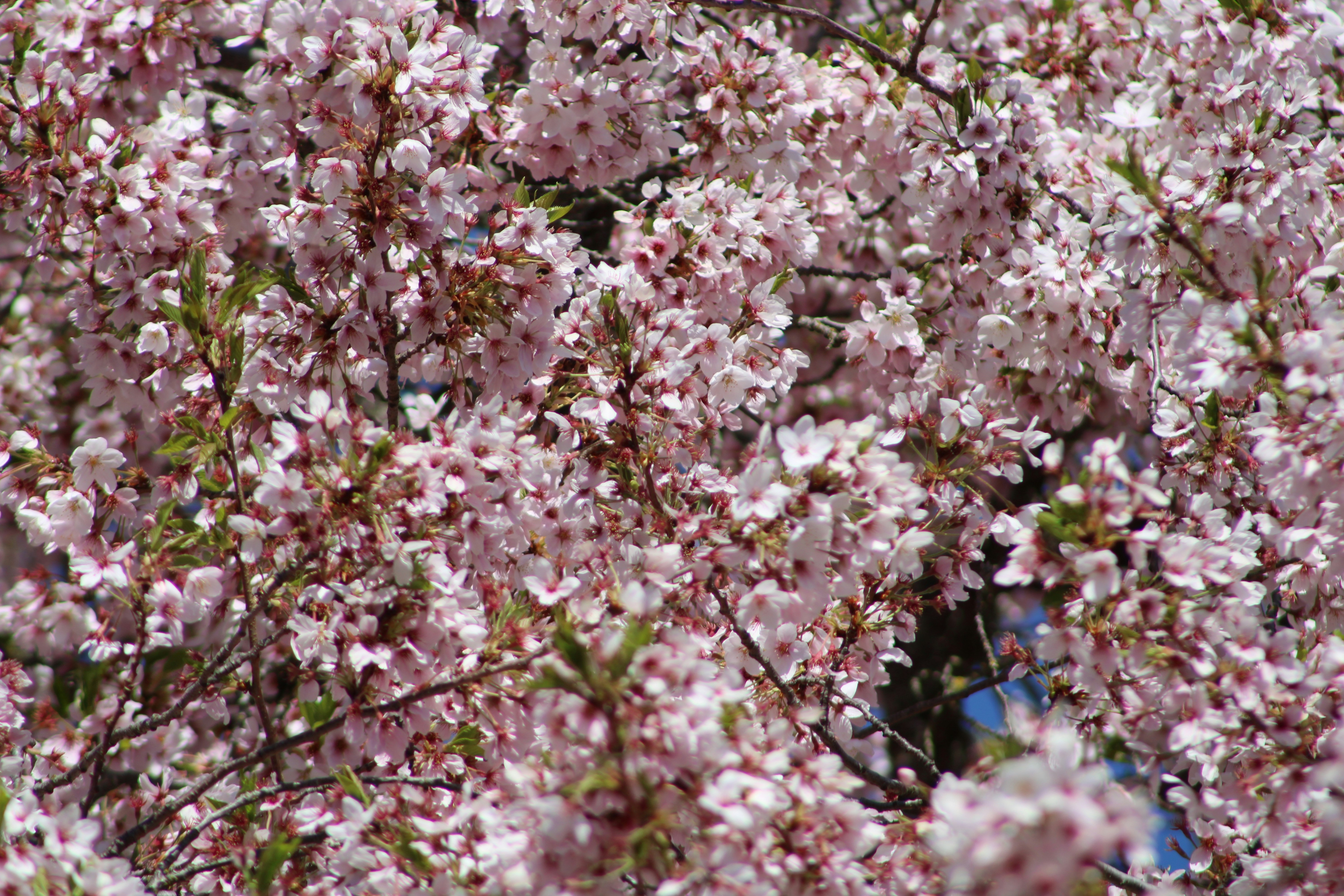 Whispers of Spring: A Blossom's Embrace