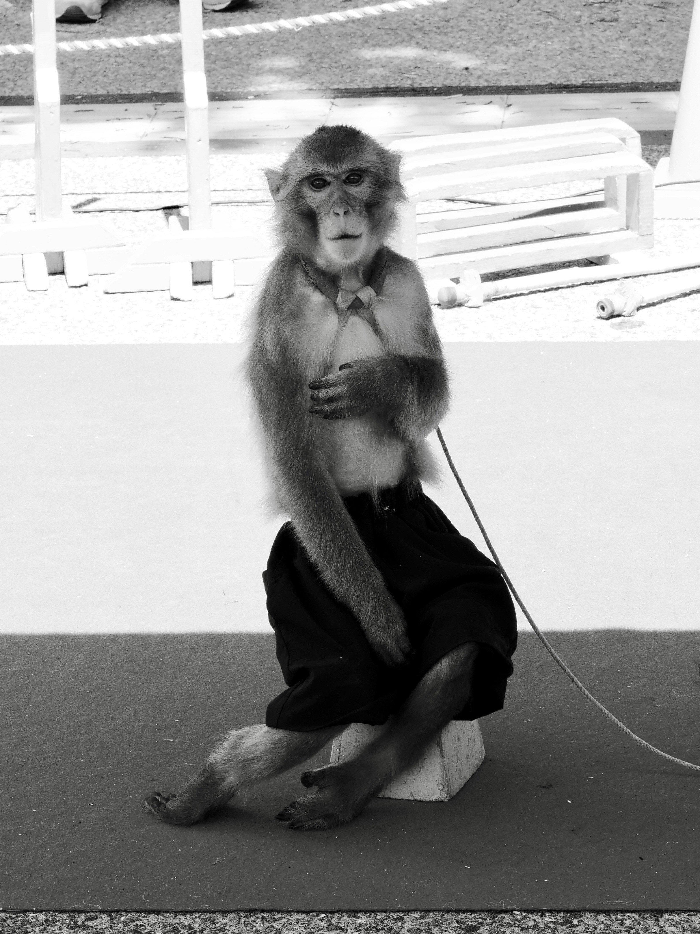 A monkey dressed in a black skirt and bow tie sits on a block, exuding a unique charm during a performance.