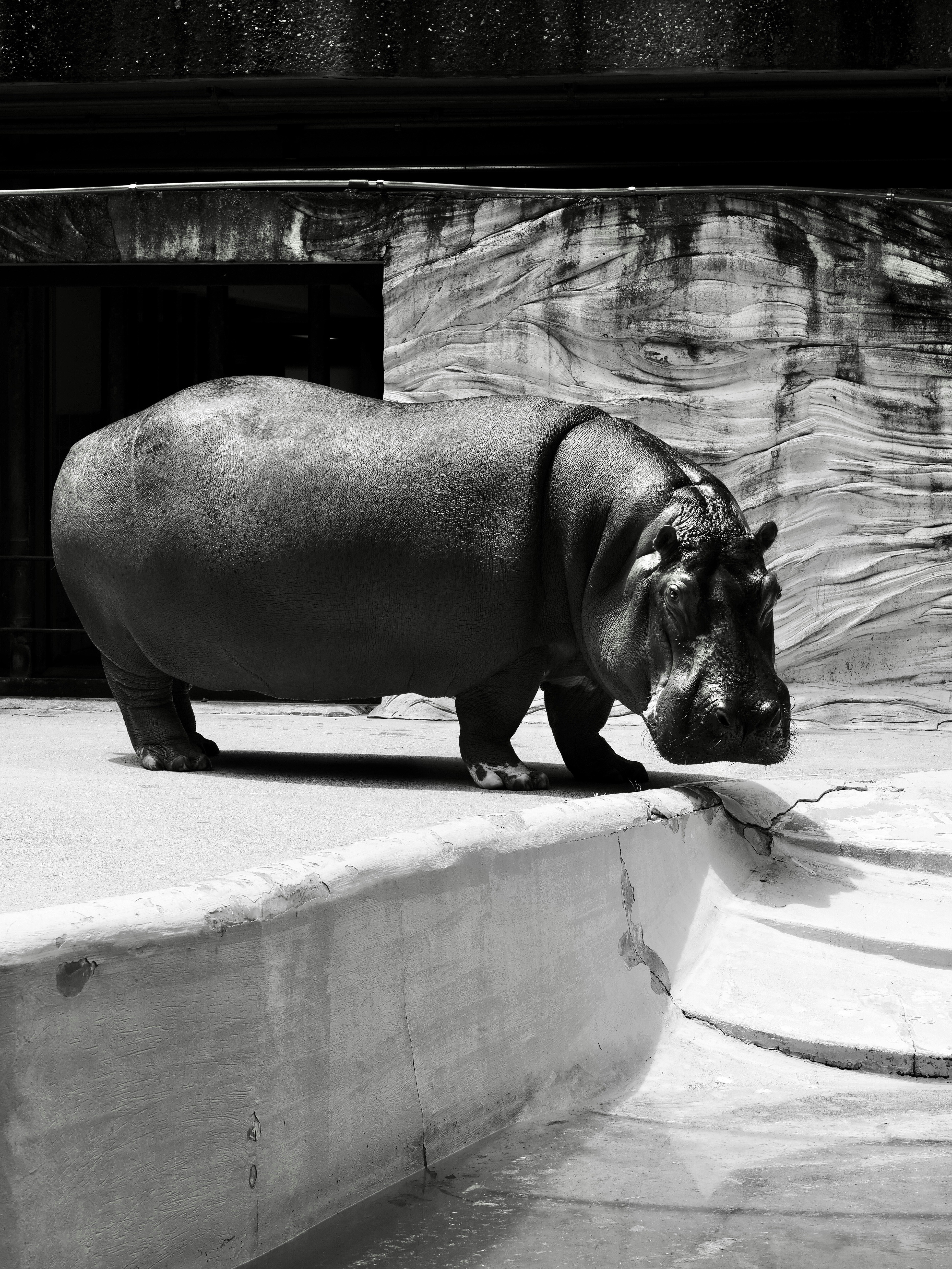 The Majestic Presence of a Hippo