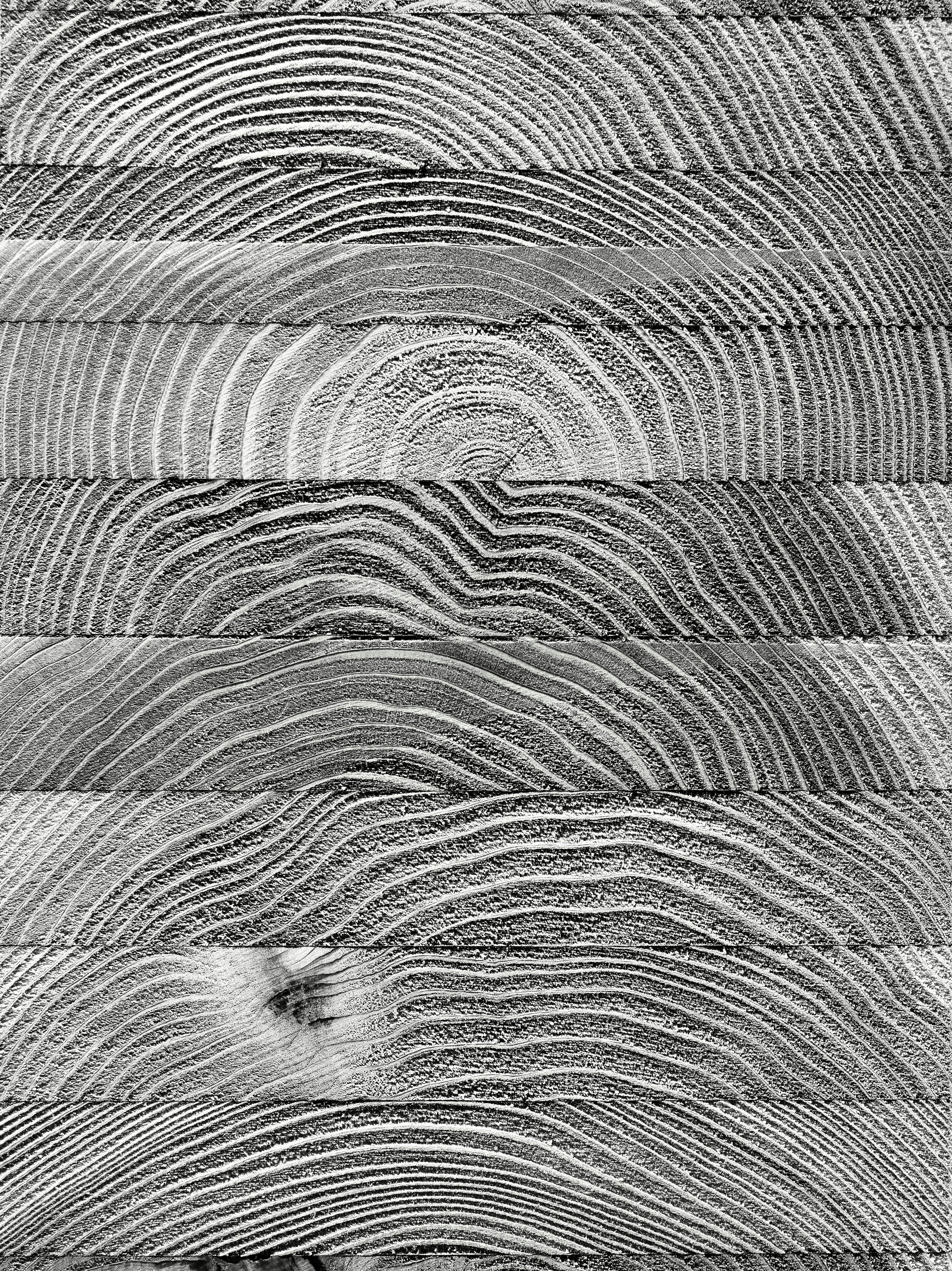 Echoes of Time in Timber