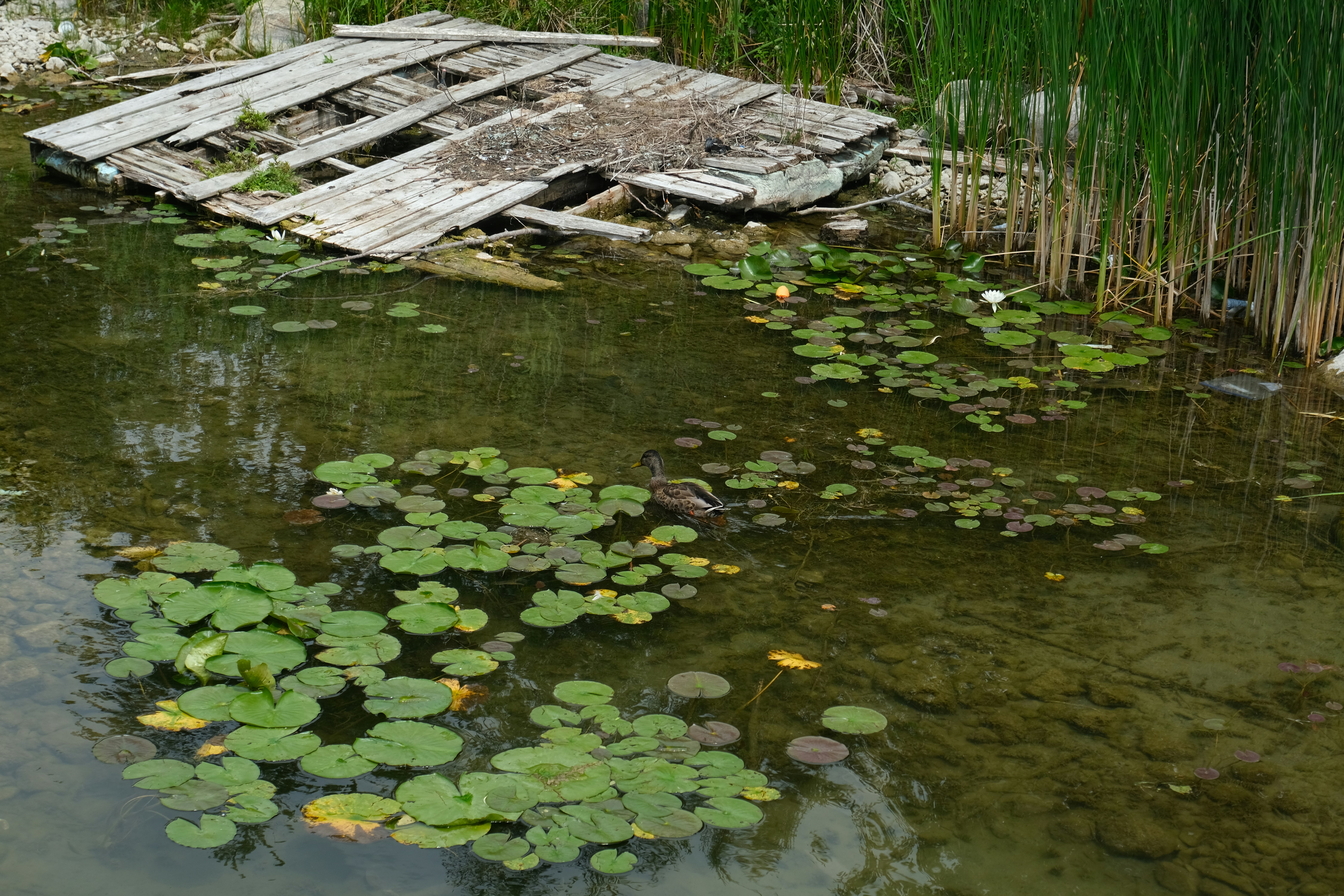 Dilapidated wooden dock floats in pond with lily pads